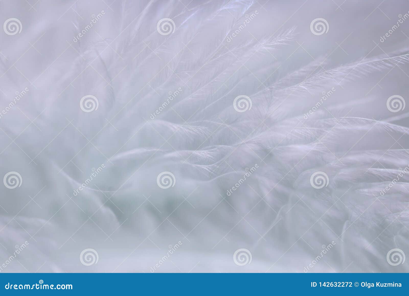 Close-up, Feather, Birds. Abstract Background. Tenderness, Lightness ...