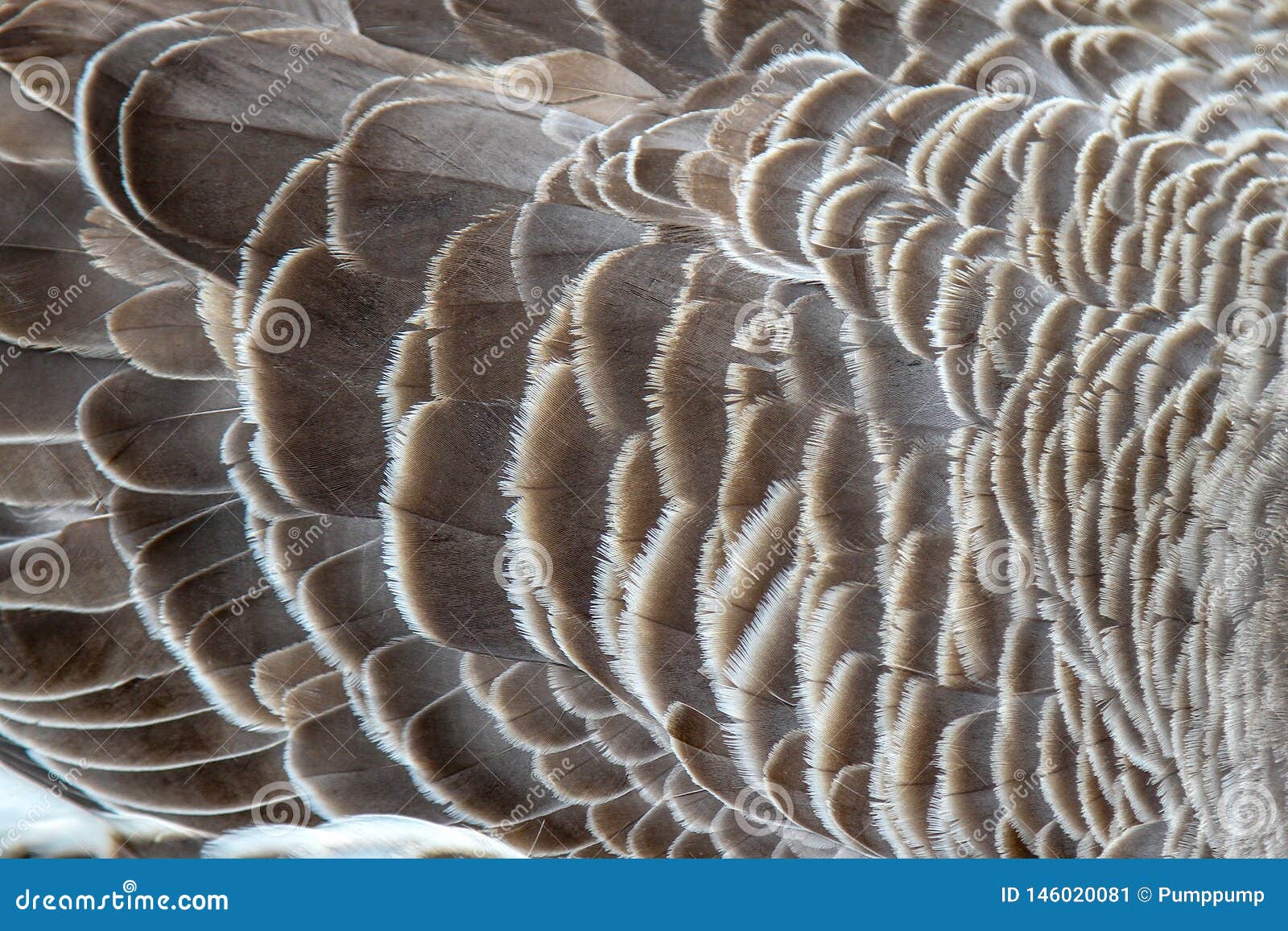 Close Up Feather Goose for Background Stock Image - Image of plumage ...
