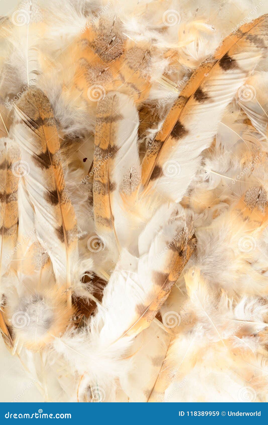 Close-up of Feather Plume Background Texture Stock Image - Image of ...