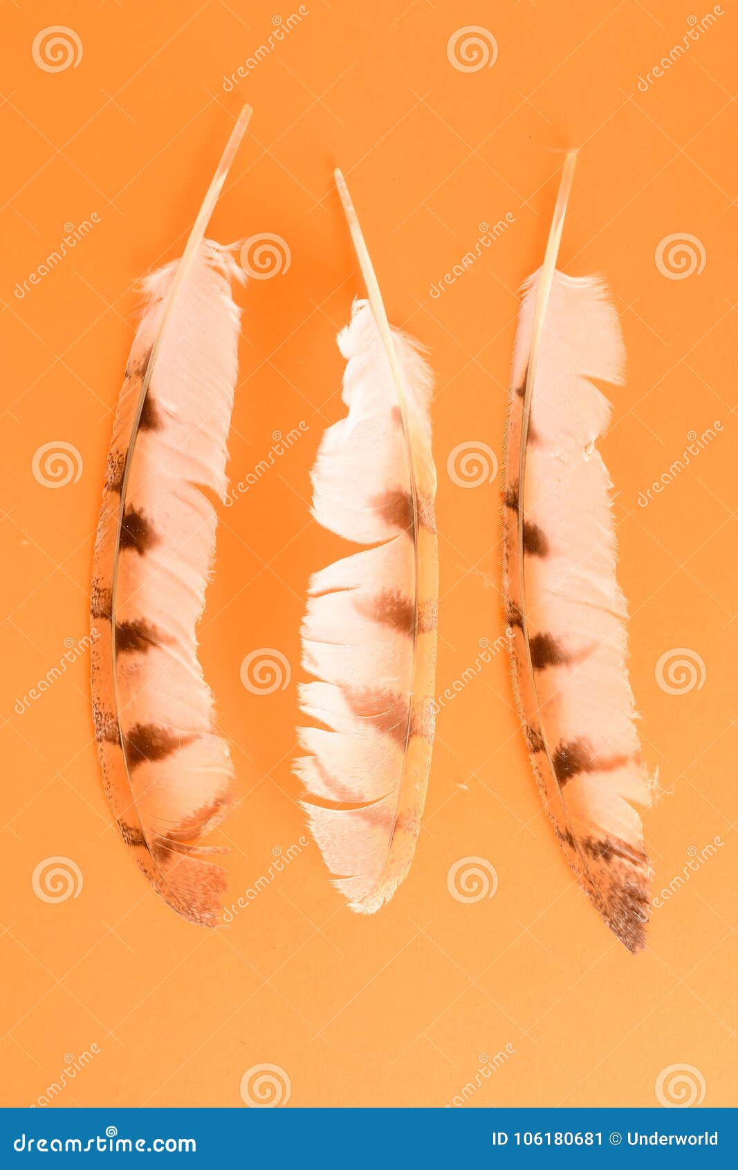 Close-up of feather plume stock image. Image of feather - 106180681