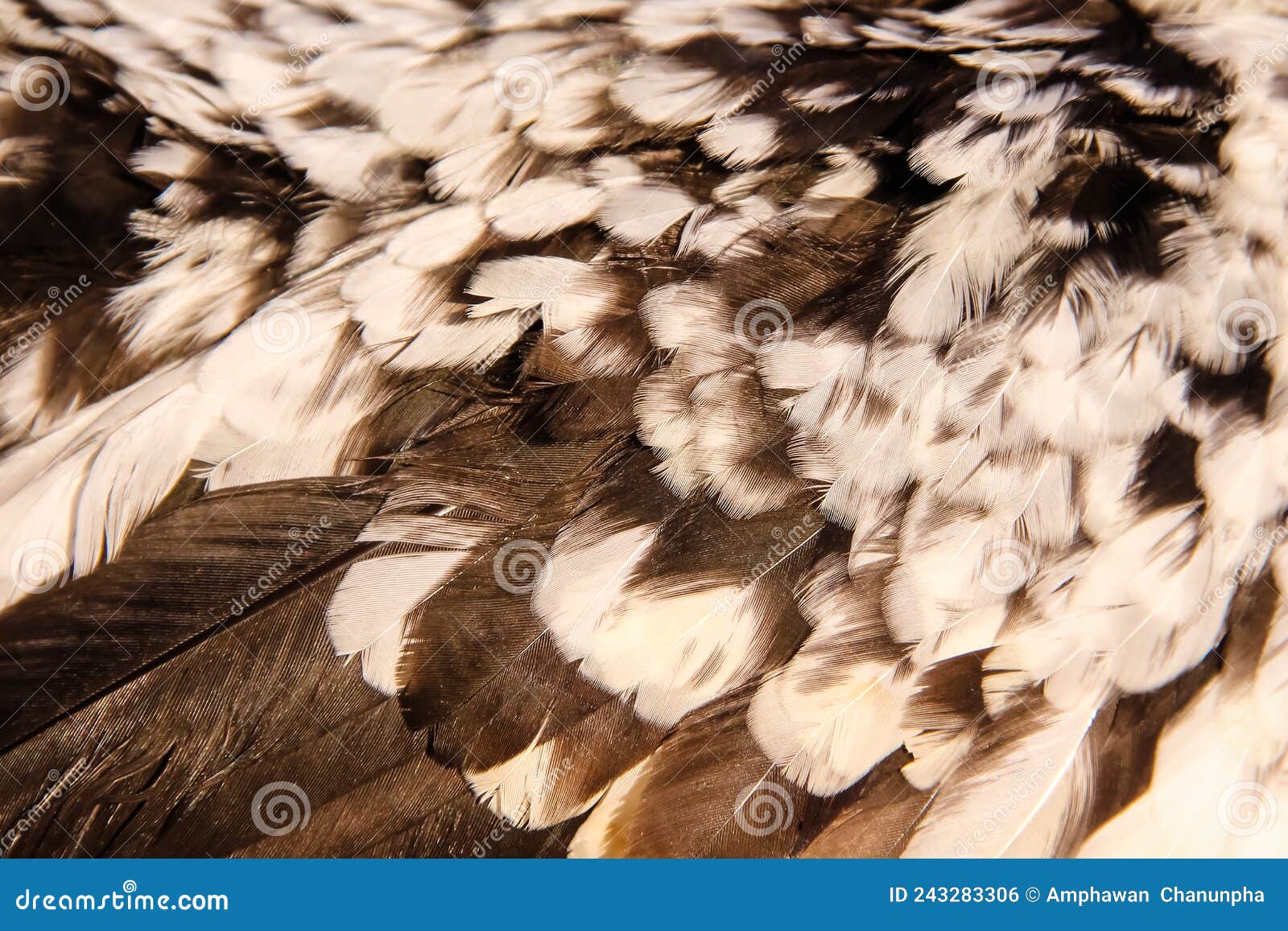 Feathers Soft Long Texture with Smooth Patterns Natural White and Brown ...