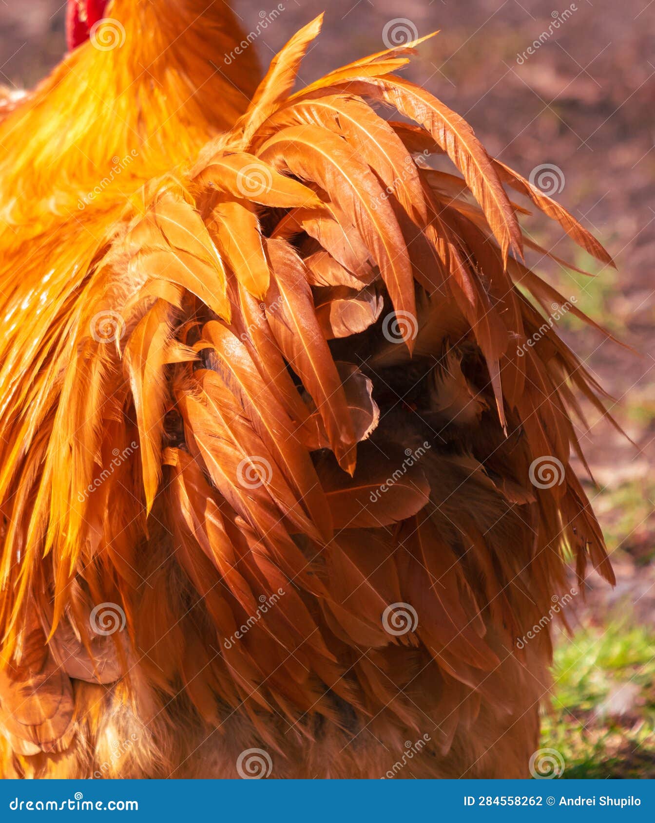 Close-up of Feathers on the Red Tail of a Rooster Stock Photo - Image ...