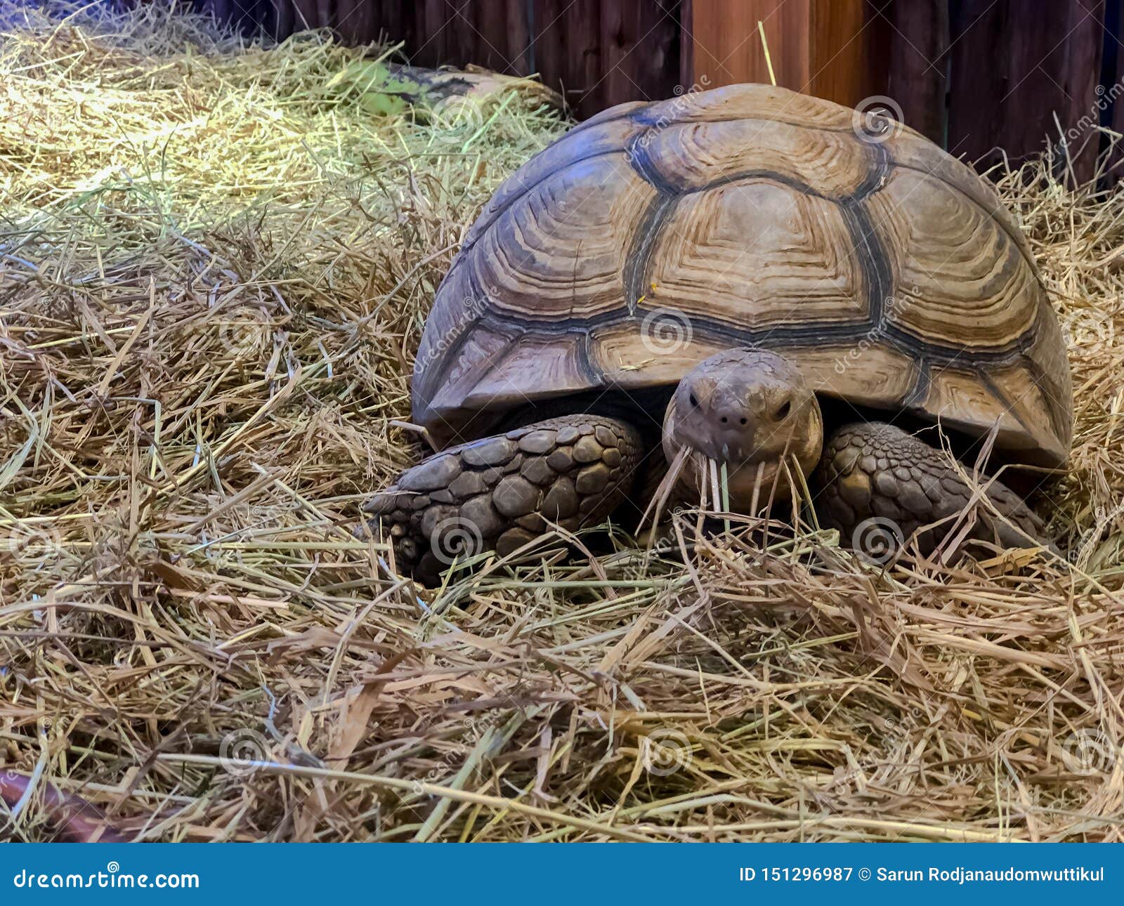Close Up of Feeding Turtle with Dry Straw Stock Image - Image of ...