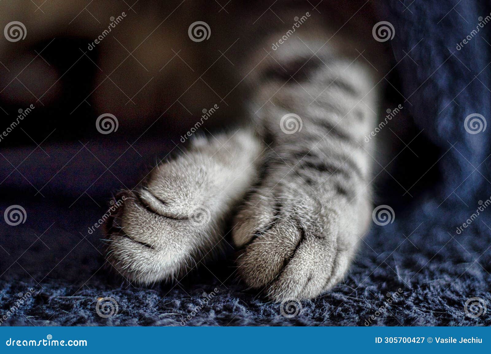 Close up of feline s feet stock image. Image of person - 305700427