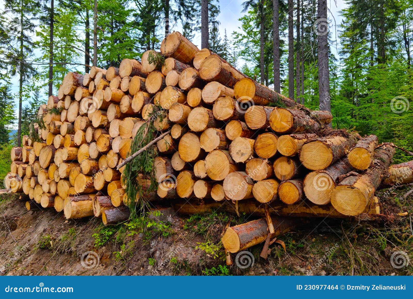 Close-up of Felled Trees. a Global Problem with Deforestation Stock ...