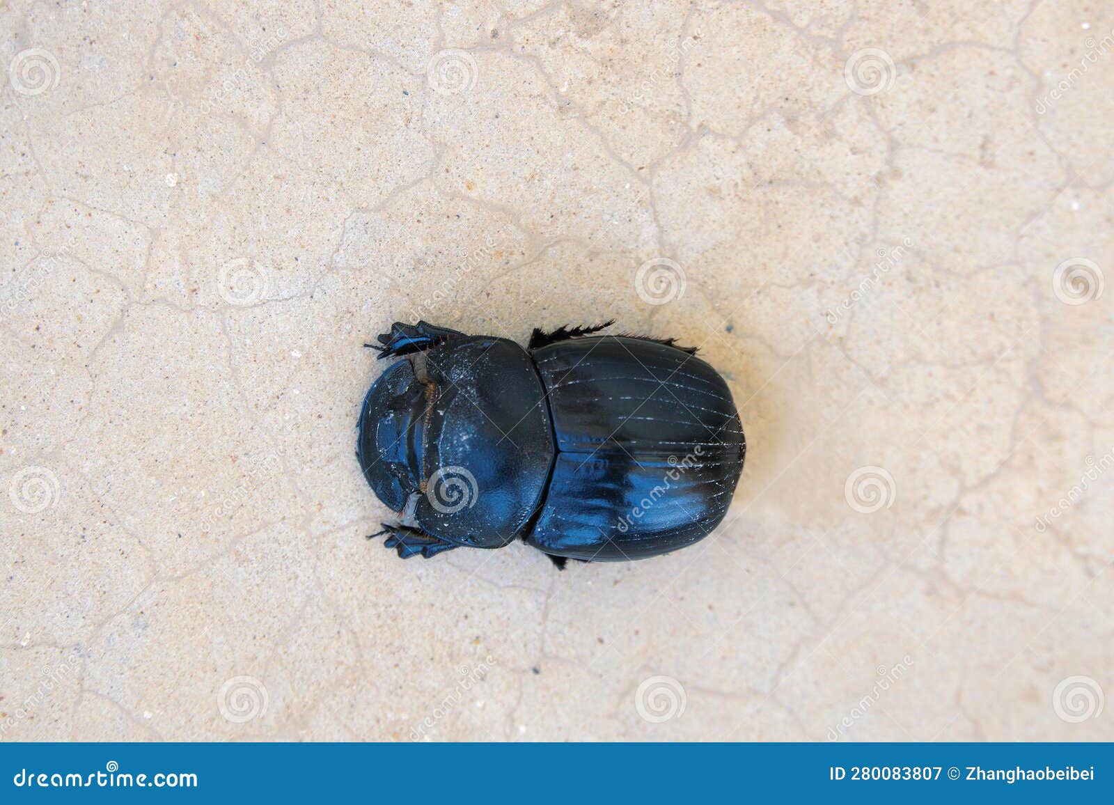 Dung beetle stock image. Image of coleoptera, life, wildlife - 280083807