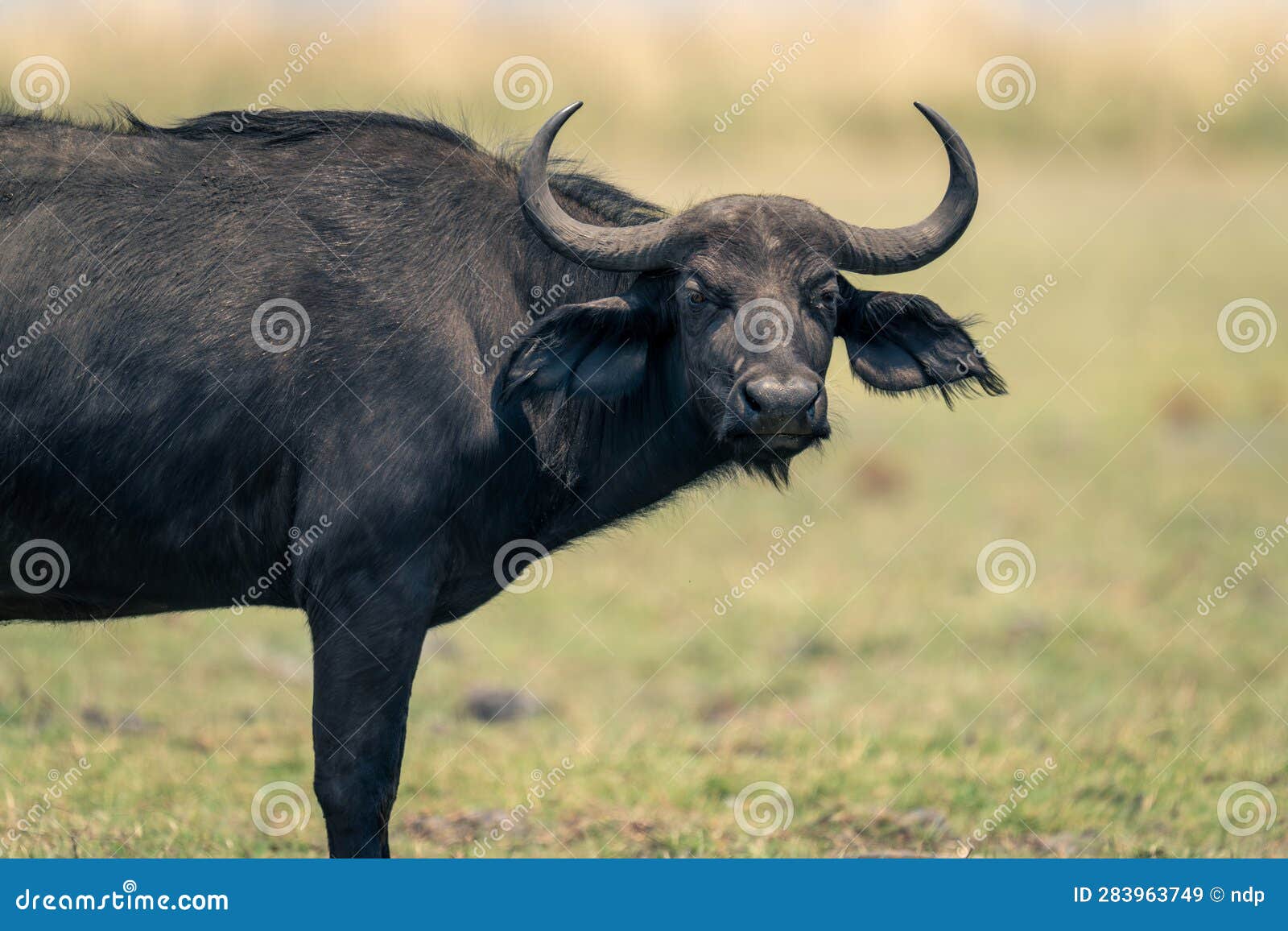 Close-up of Female Cape Buffalo Watching Camera Stock Image - Image of ...