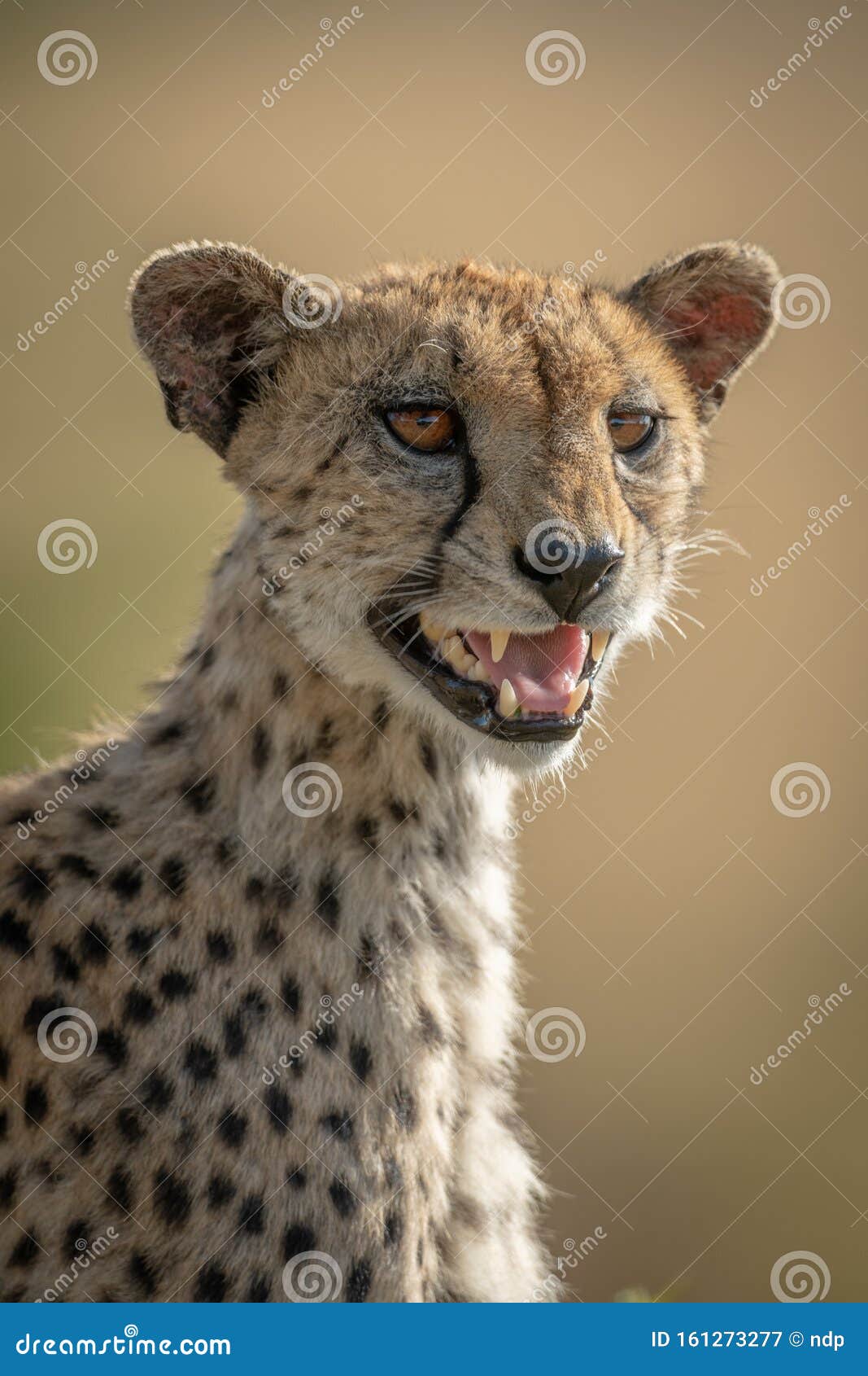Close-up of Female Cheetah Calling Cubs Stock Image - Image of kleins ...