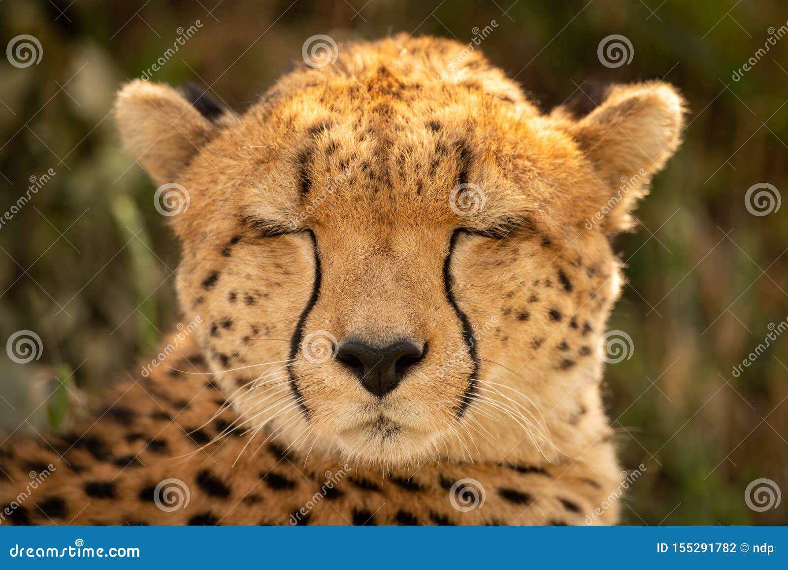 Cheetah Eyes Royalty-Free Stock Photography | CartoonDealer.com #2016005