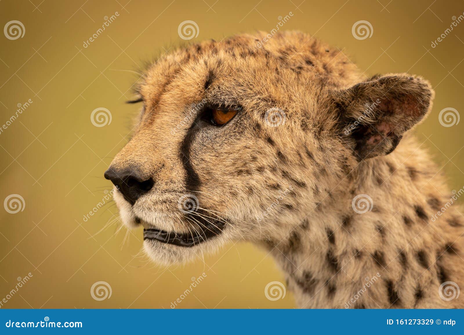 Close-up of Female Cheetah Head with Bokeh Stock Image - Image of ...