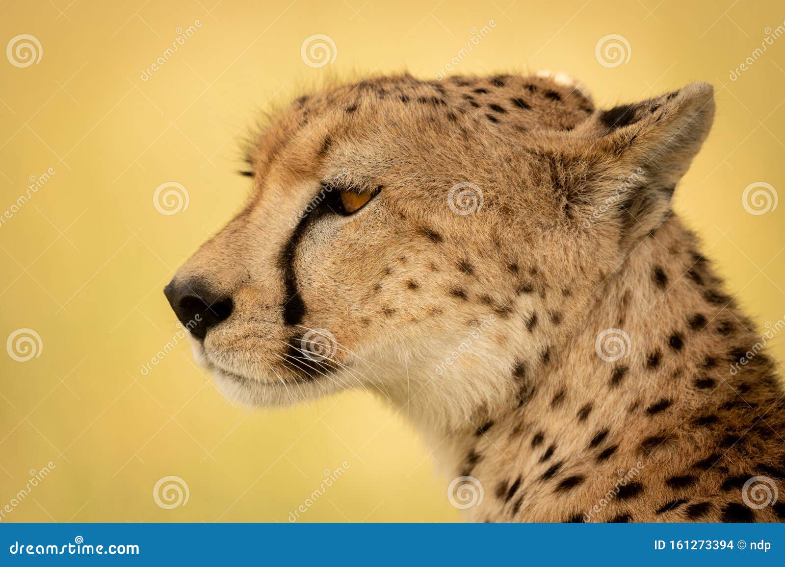 Close-up of Female Cheetah Head Pointing Left Stock Photo - Image of ...