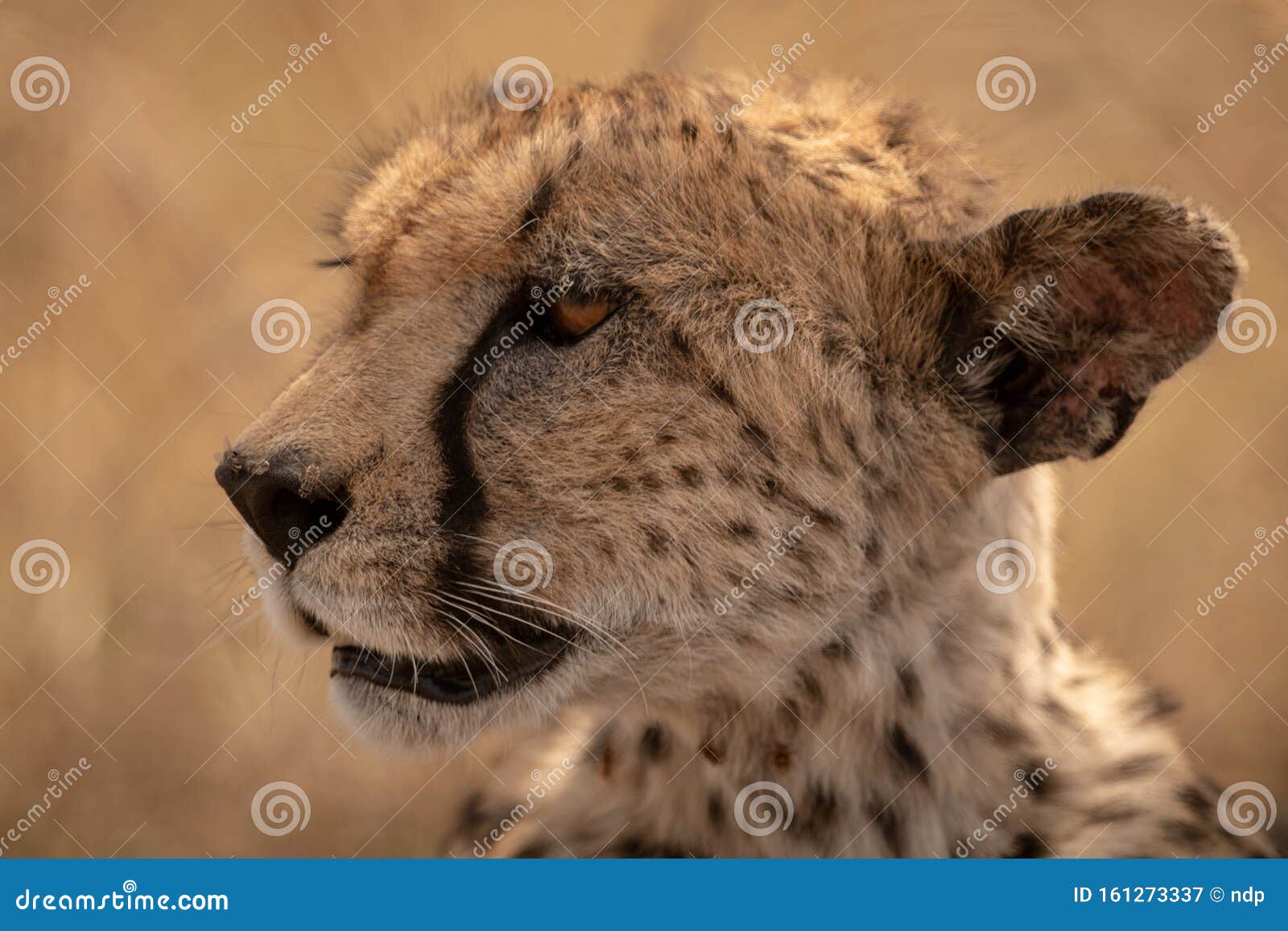 Close-up of Female Cheetah Head Turning Left Stock Image - Image of ...