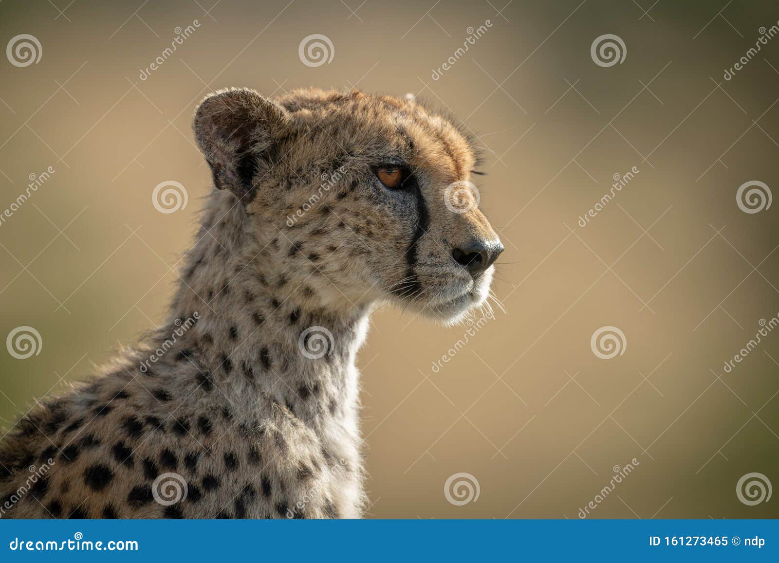Close-up of Female Cheetah Looking Right Stock Image - Image of outside ...