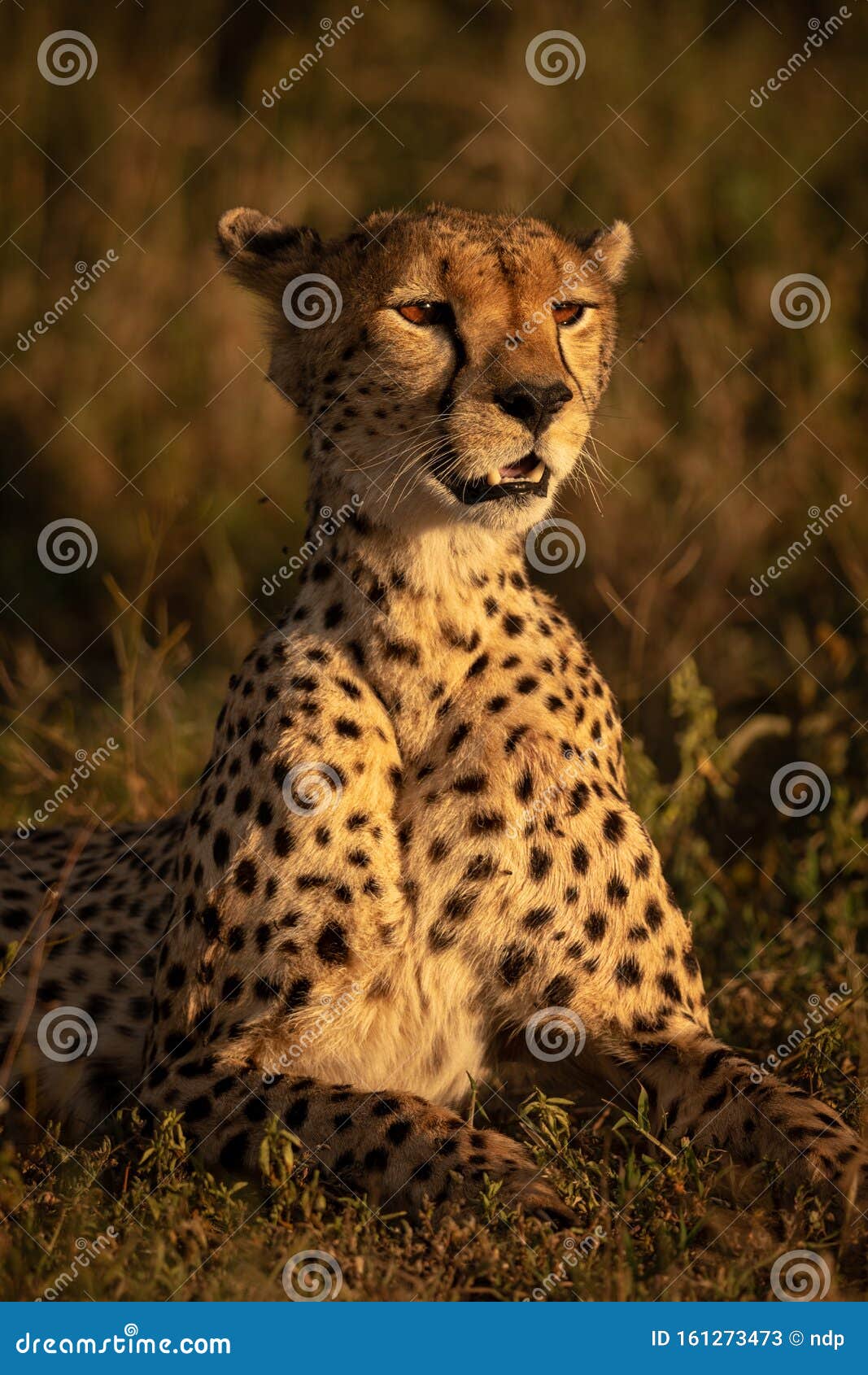 Close-up of Female Cheetah Lying Raising Head Stock Image - Image of ...