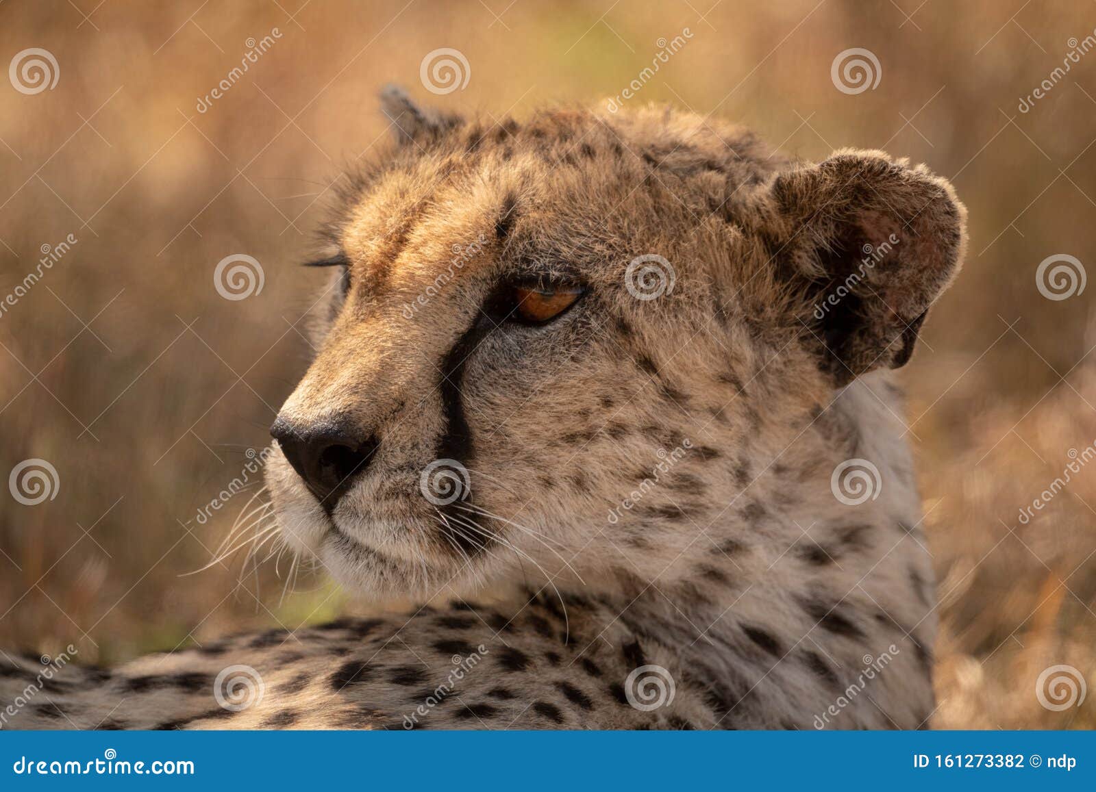 Close-up of Female Cheetah Lying Turning Head Stock Photo - Image of ...