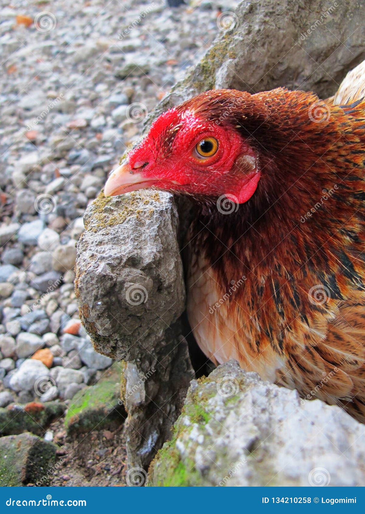 Close Up of Female Chicken Head Stock Photo - Image of agriculture ...