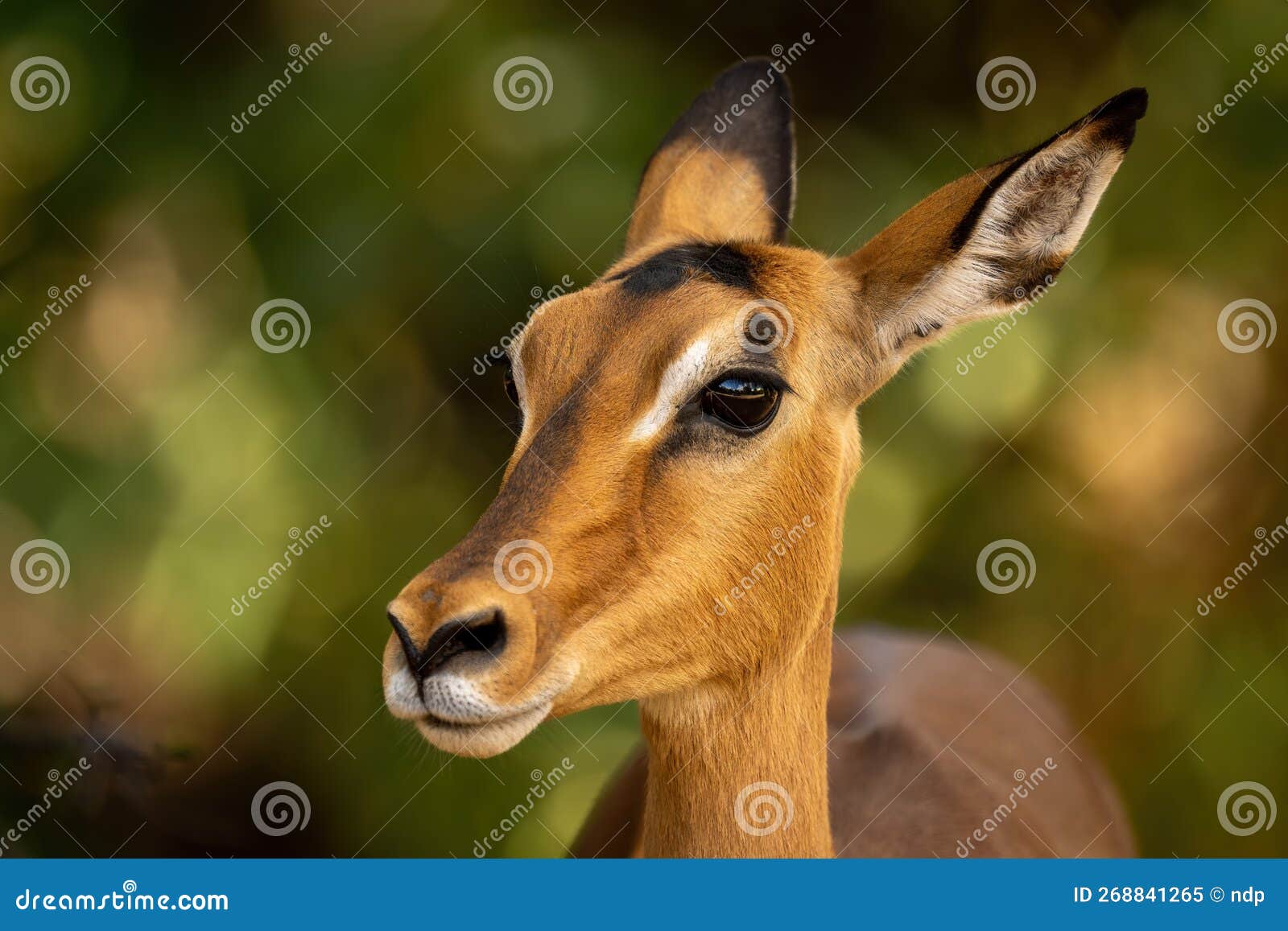 Close-up of Female Common Impala in Bushes Stock Image - Image of ...