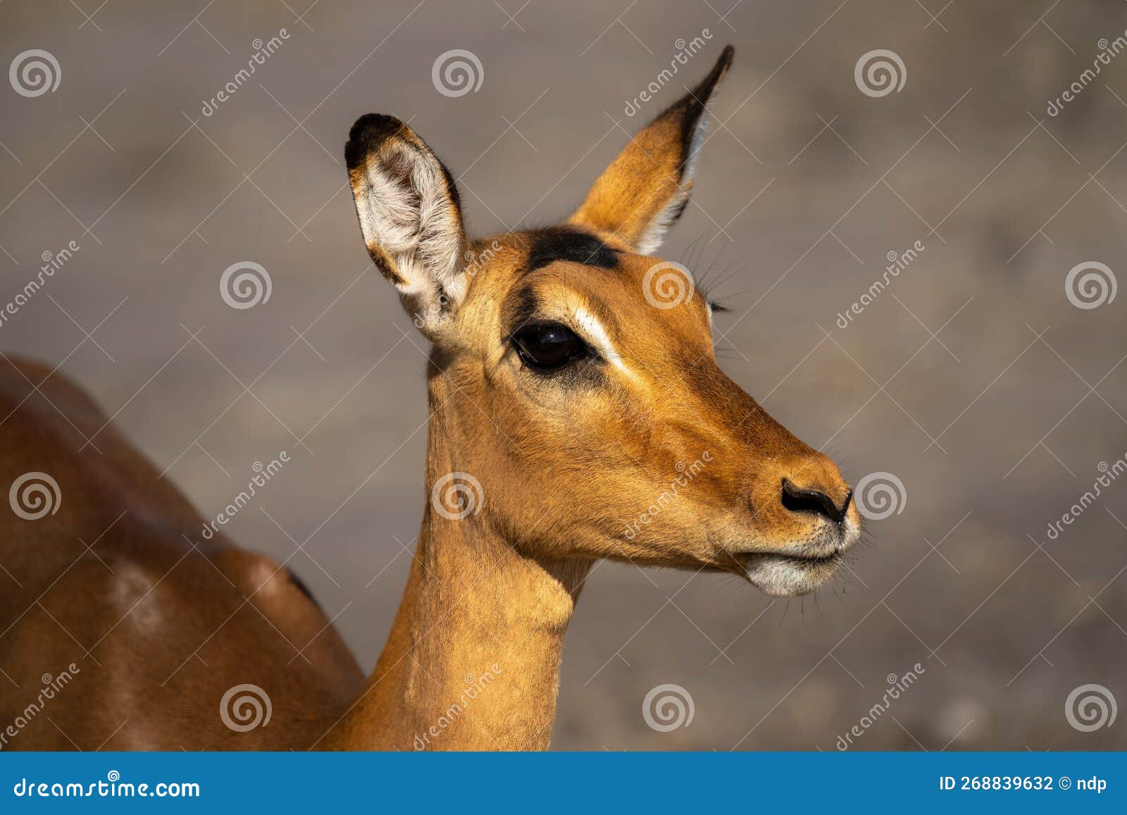 Close-up of Female Common Impala with Catchlight Stock Photo - Image of ...