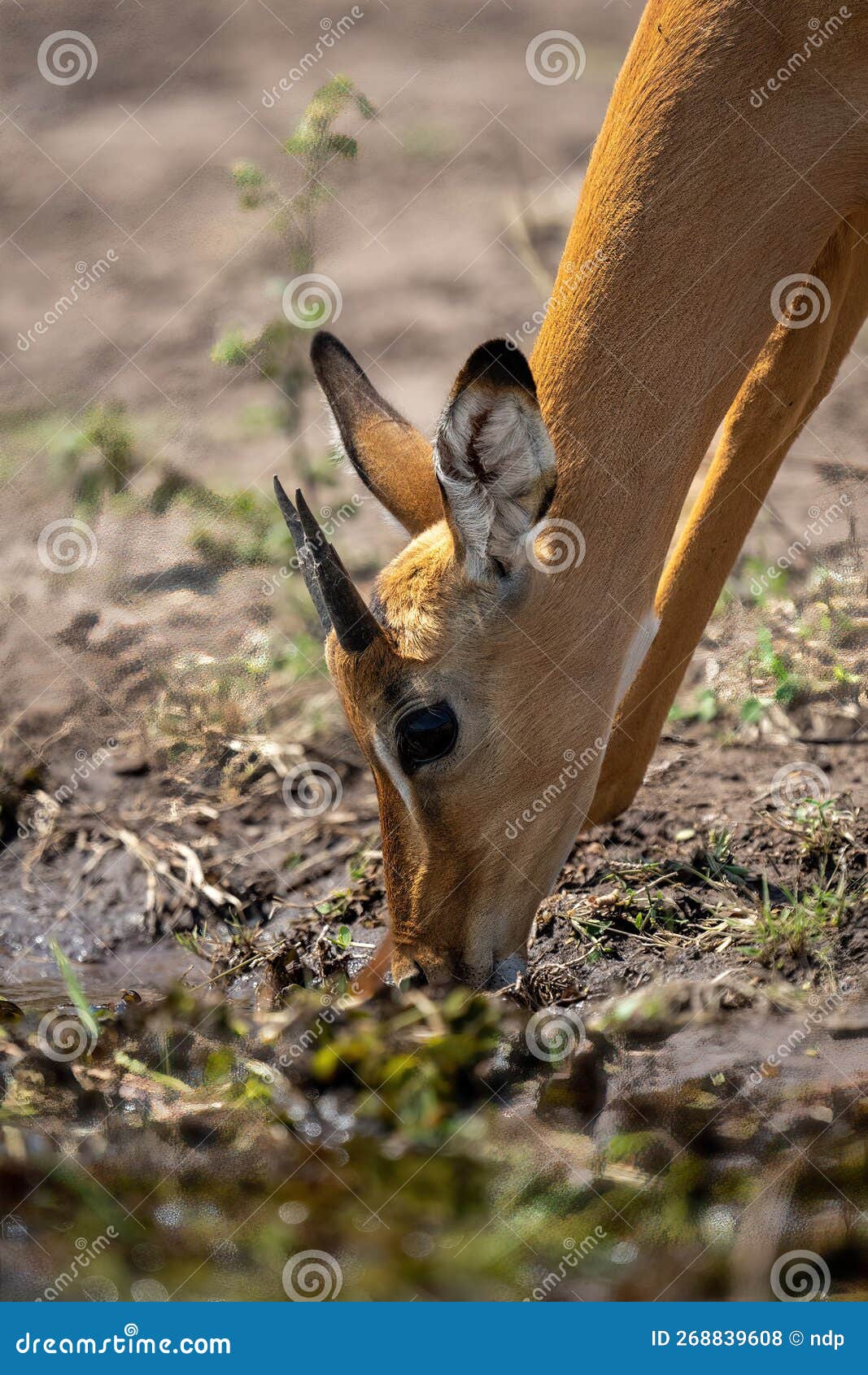 Close-up of Female Common Impala Eating Weeds Stock Photo - Image of ...