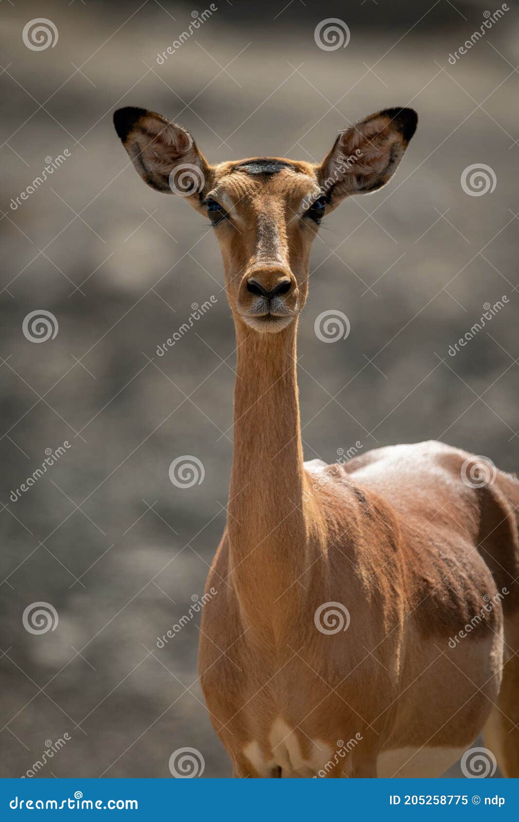 Close-up of Female Common Impala Facing Camera Stock Image - Image of ...