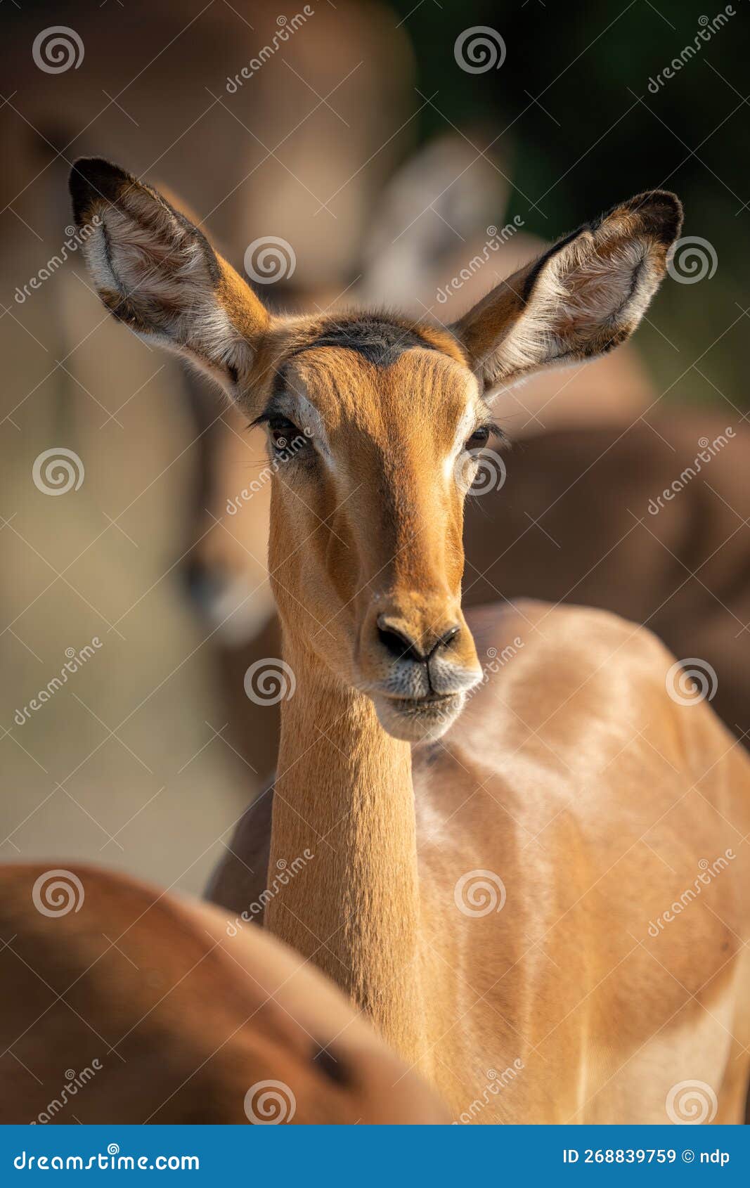 Close-up of Female Common Impala Facing Lens Stock Image - Image of ...