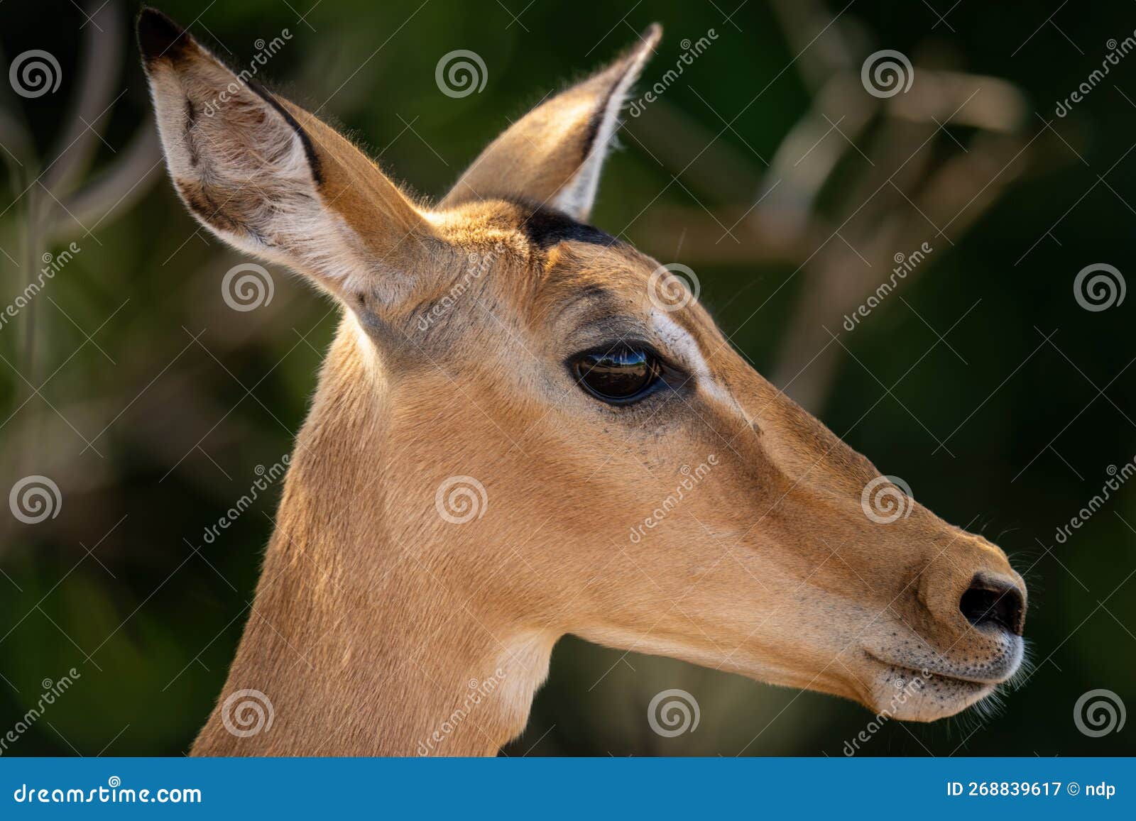Close-up of Female Common Impala in Shade Stock Image - Image of ...