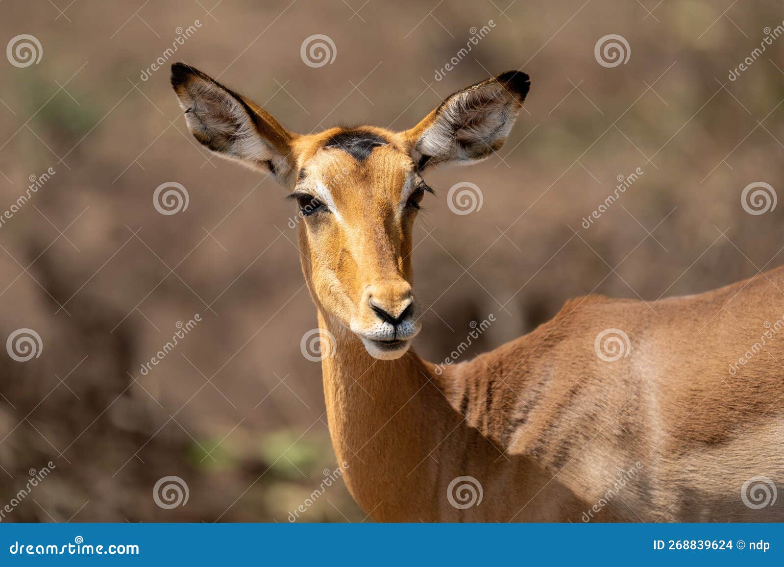 Close-up of Female Common Impala Turning Round Stock Photo - Image of ...