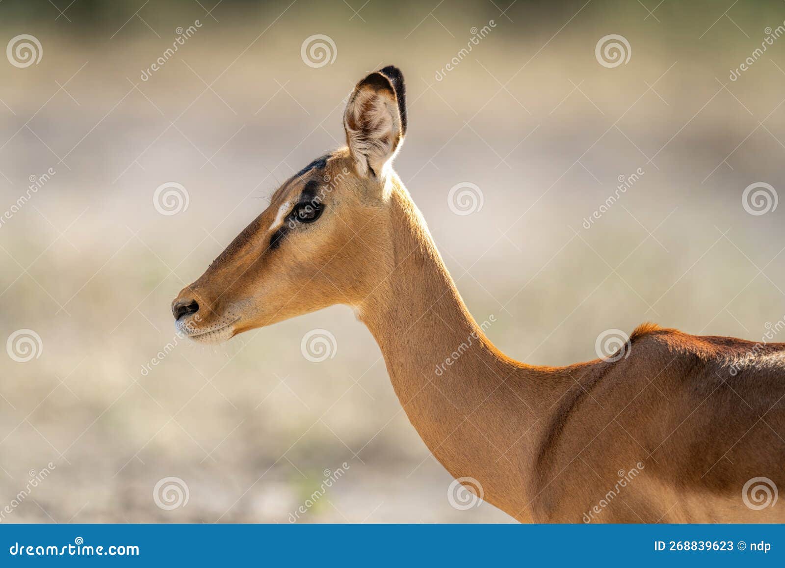 Close-up of Female Common Impala Under Sun Stock Image - Image of horns ...