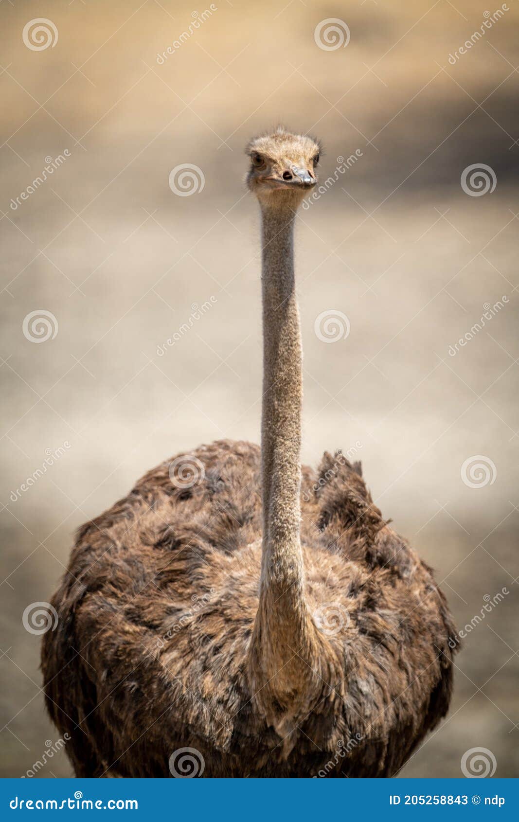 Close-up of Female Common Ostrich Facing Camera Stock Image - Image of ...