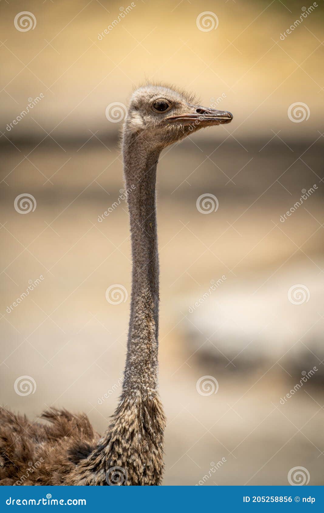 Close-up of Female Common Ostrich in Profile Stock Photo - Image of ...