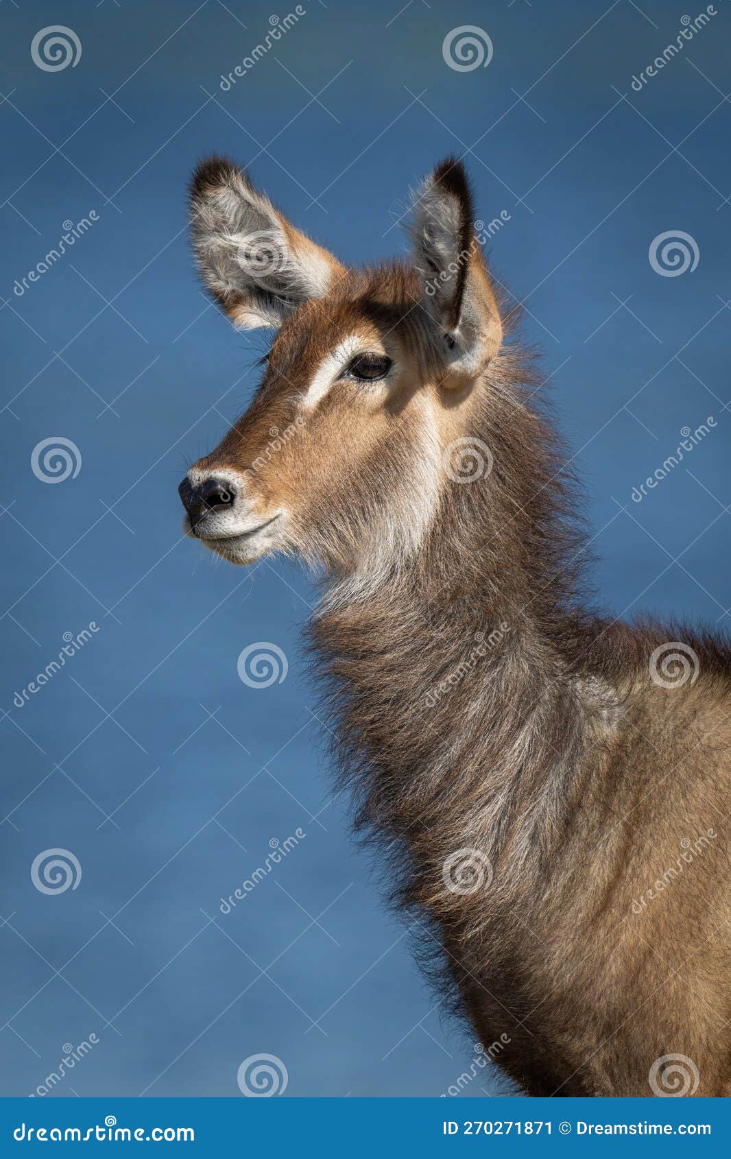 Close-up of Female Common Waterbuck by River Stock Image - Image of ...