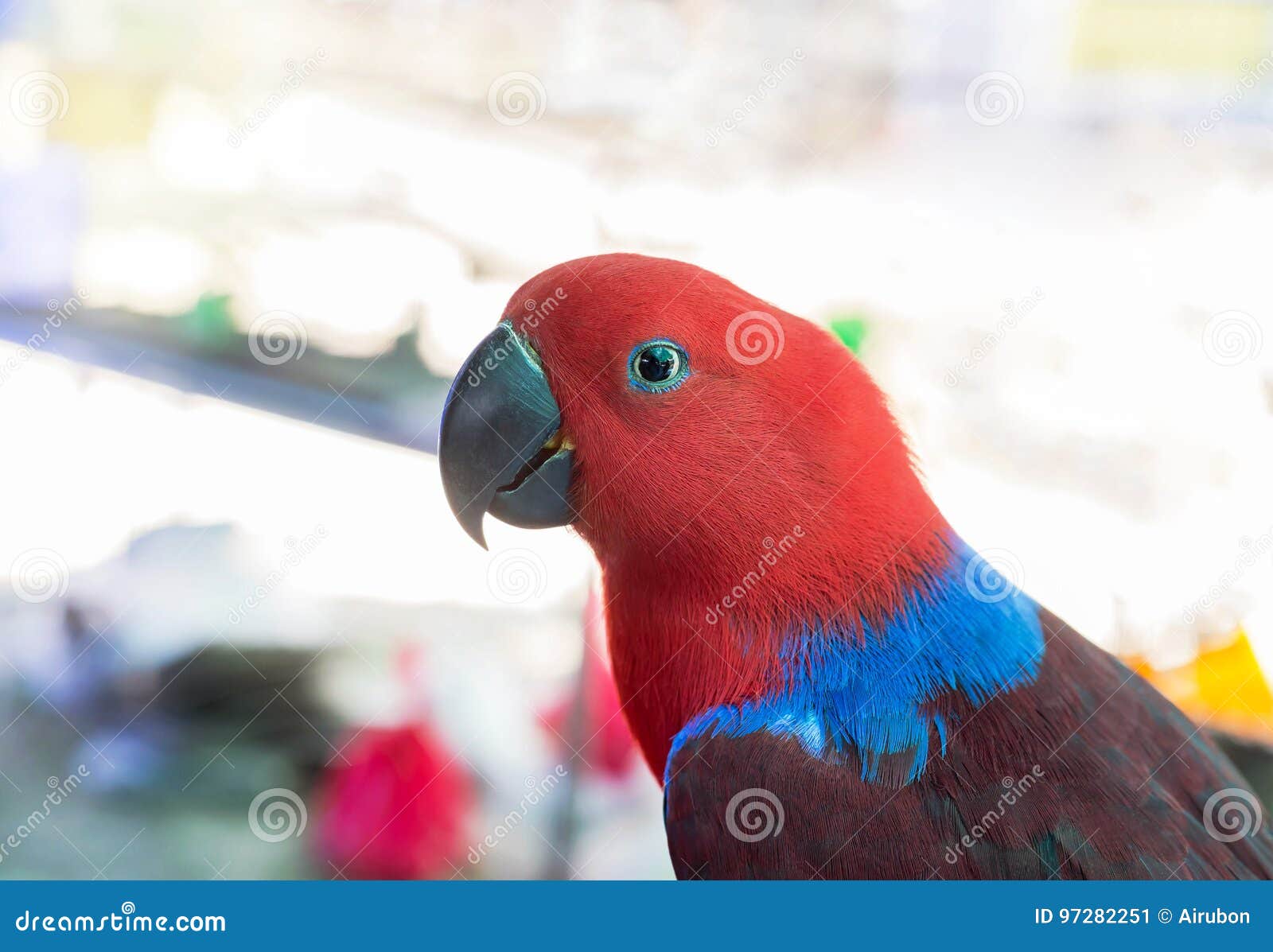 Close Up Female Eclectus Parrot Eclectus Roratus Stock Image - Image of ...