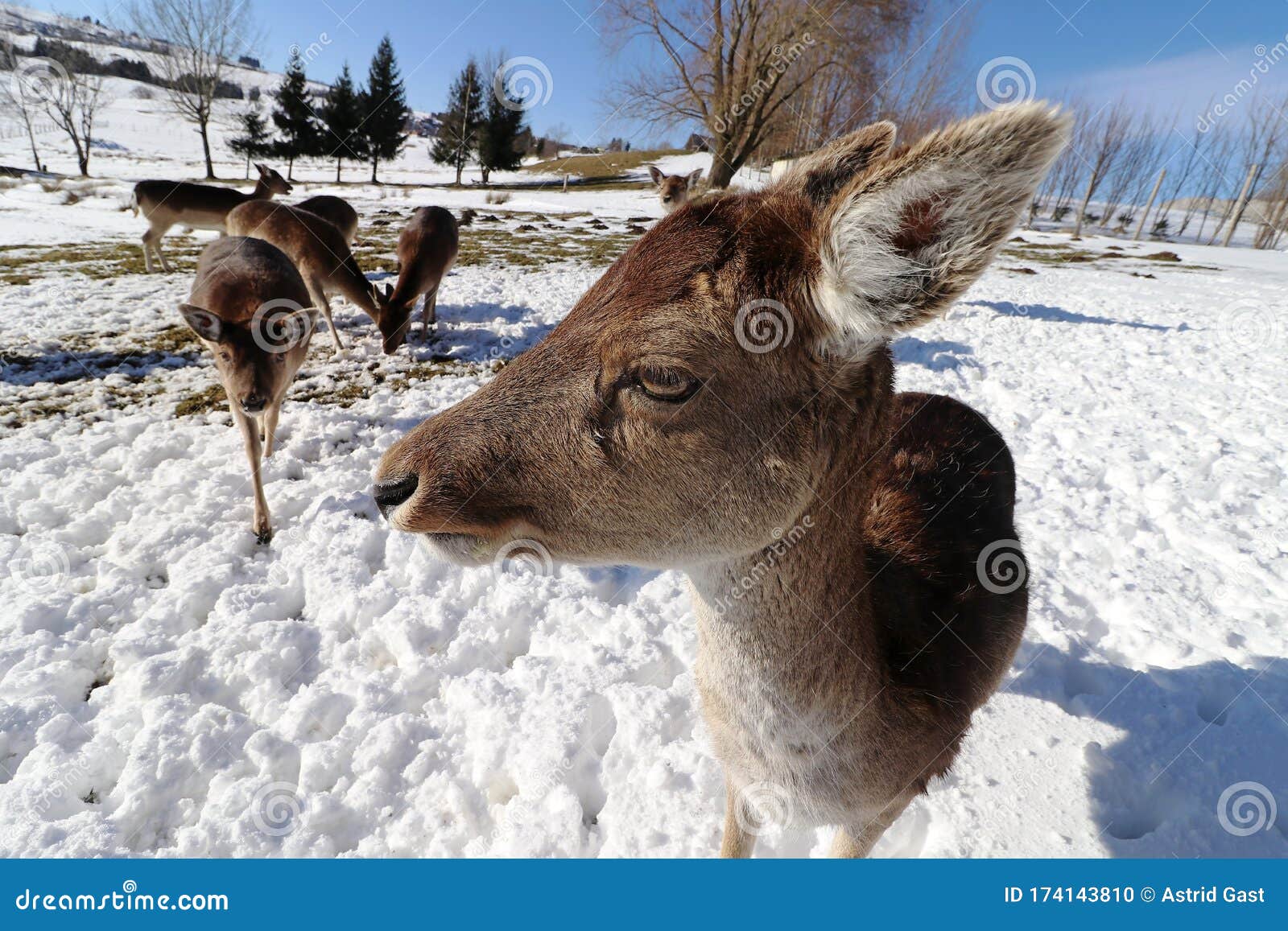 Close Up of a Female Fallow Deer in Winter in the Snow Stock Photo ...