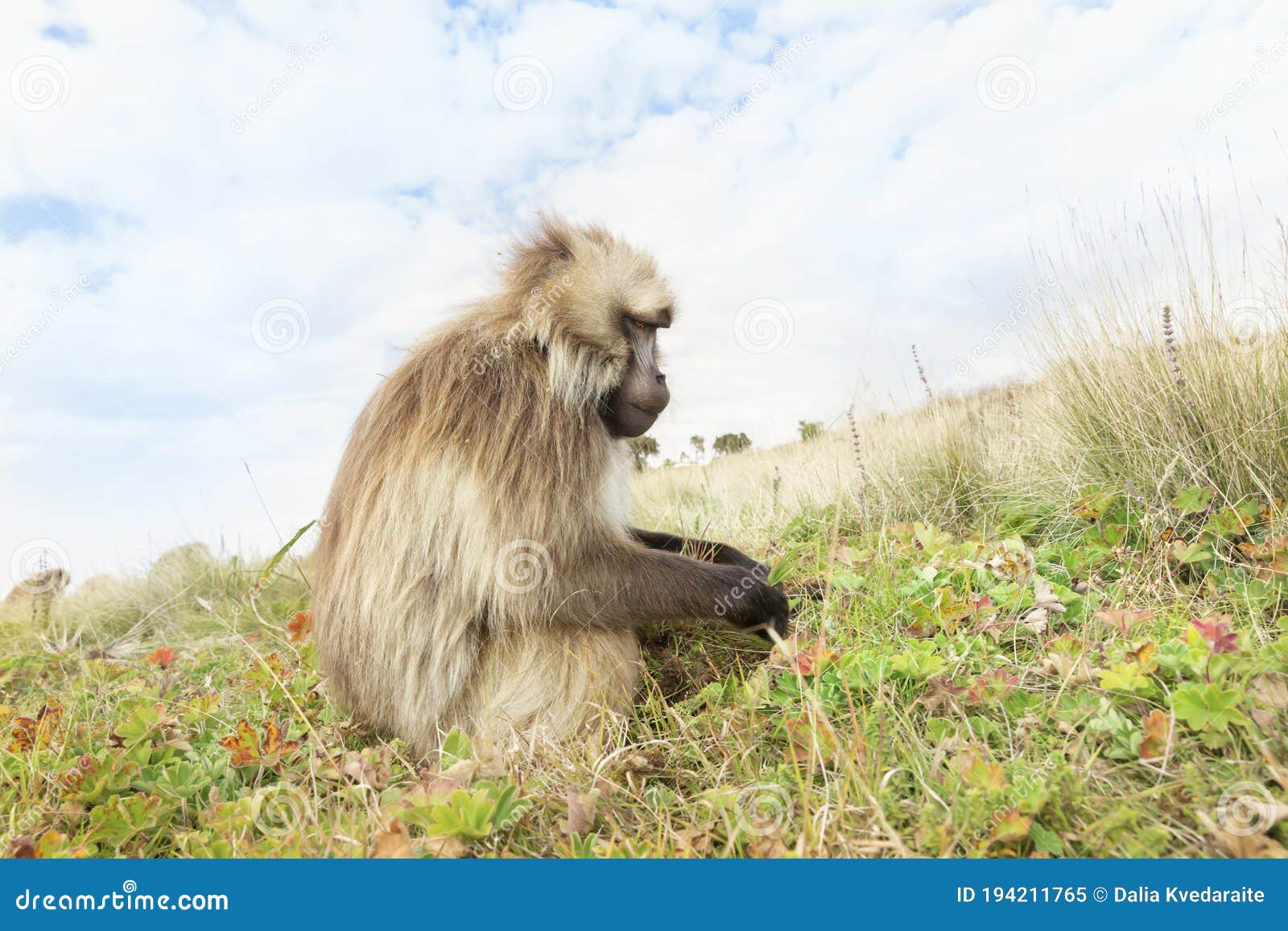 Close Up of Female Gelada Monkey Grazing Stock Image - Image of blue ...