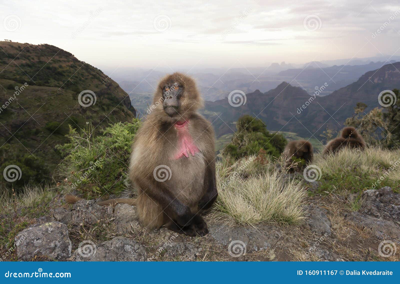 Close Up of a Female Gelada Monkey in Simien Mountains Stock Image ...