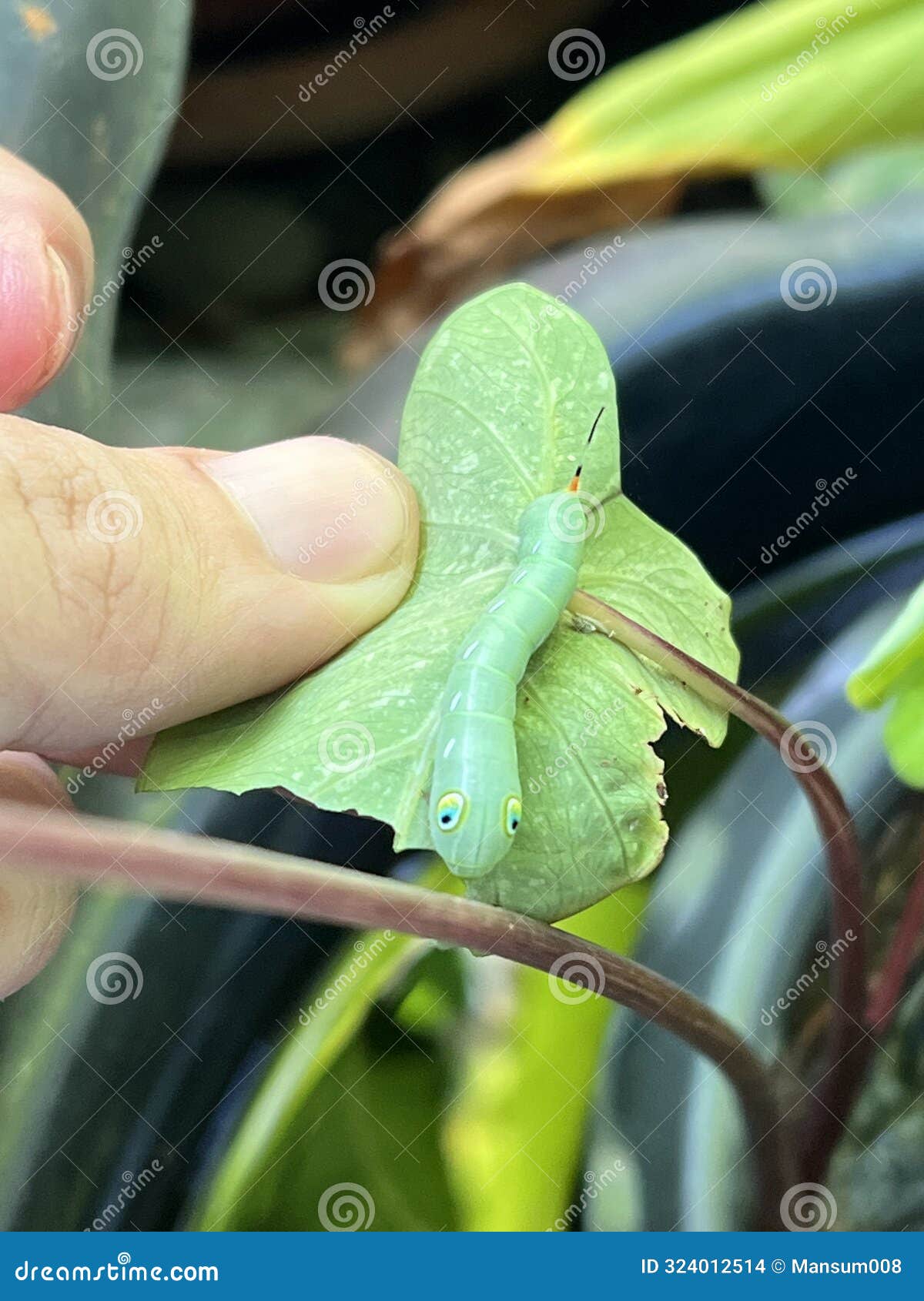 Close Up of a Female Hand Holding a Green Leaf and Worm Stock Photo ...