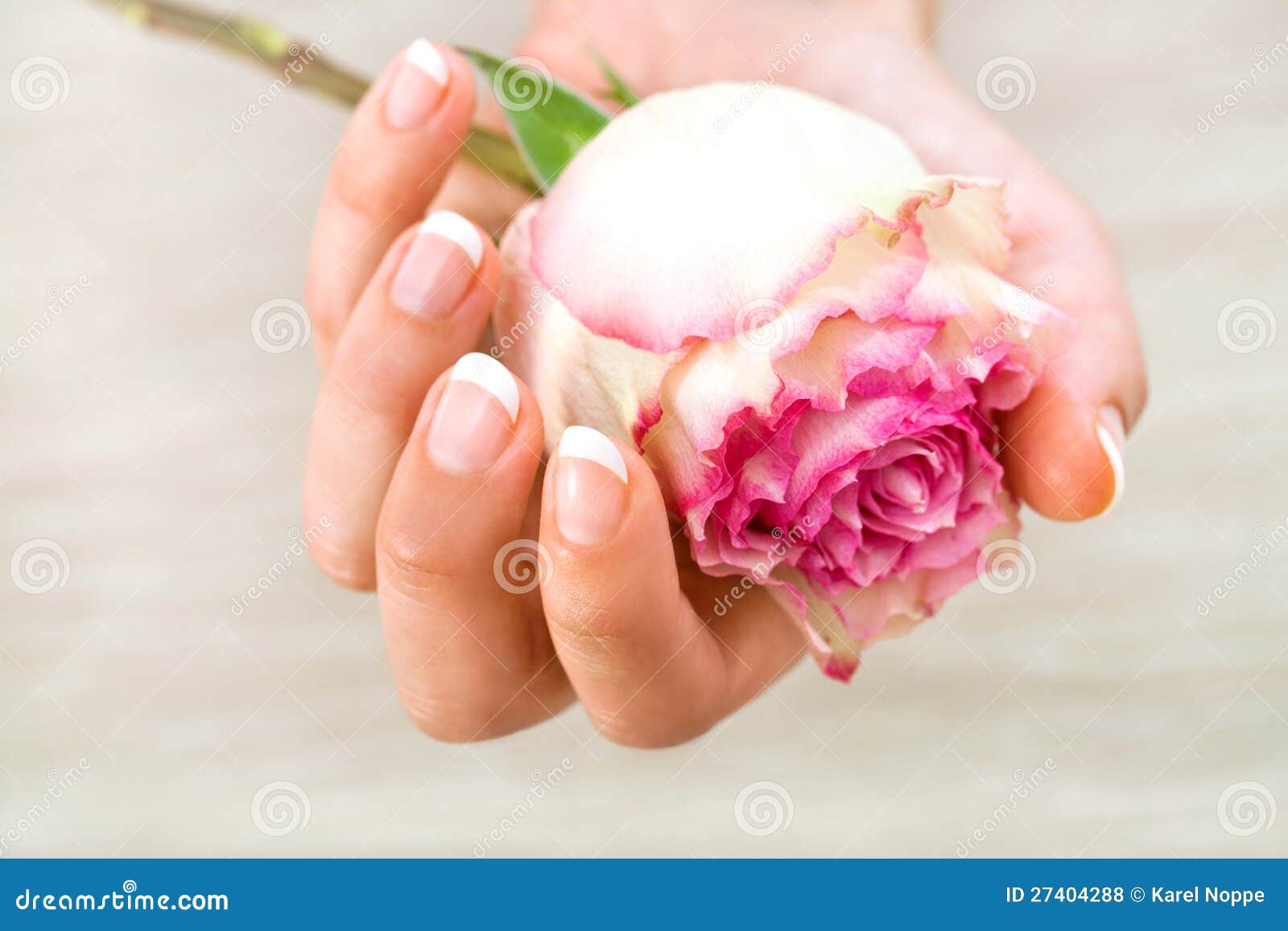 Close Up of Female Hand Holding Pink Rose. Stock Photo - Image of human ...