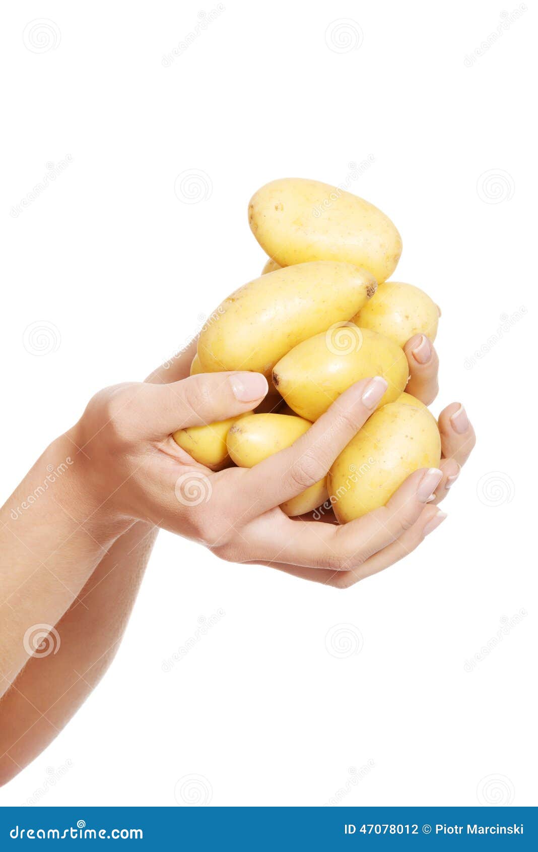 Close Up on Female Hand Holding Potatoes Stock Photo - Image of female ...