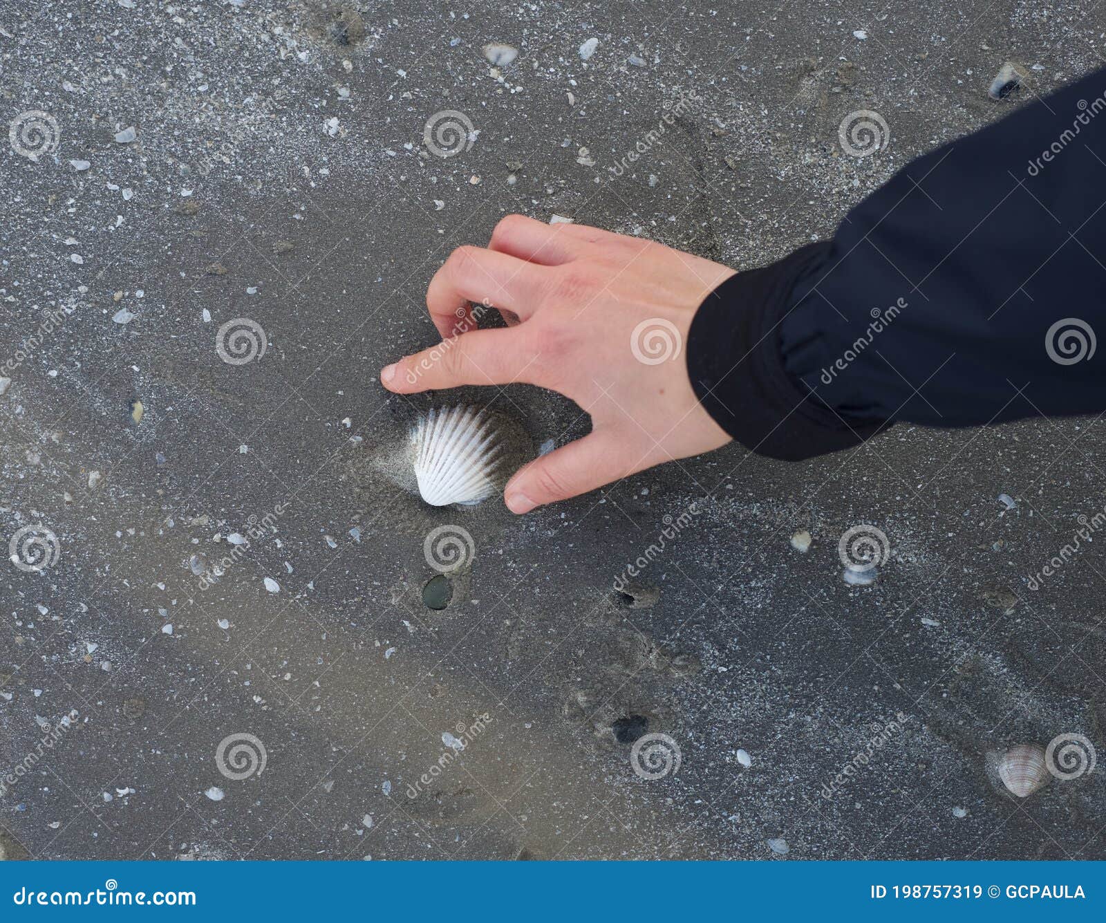 Close-up Female Hand Picking Up a Shell from the Sea Sand Stock Image ...