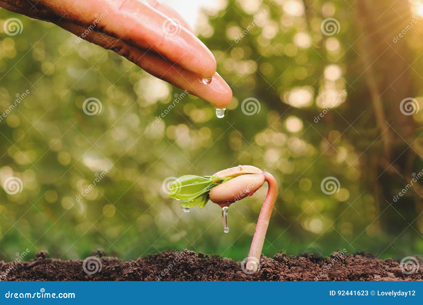 Close Up Female Hand Watering Small Tree Stock Image - Image of ecology ...