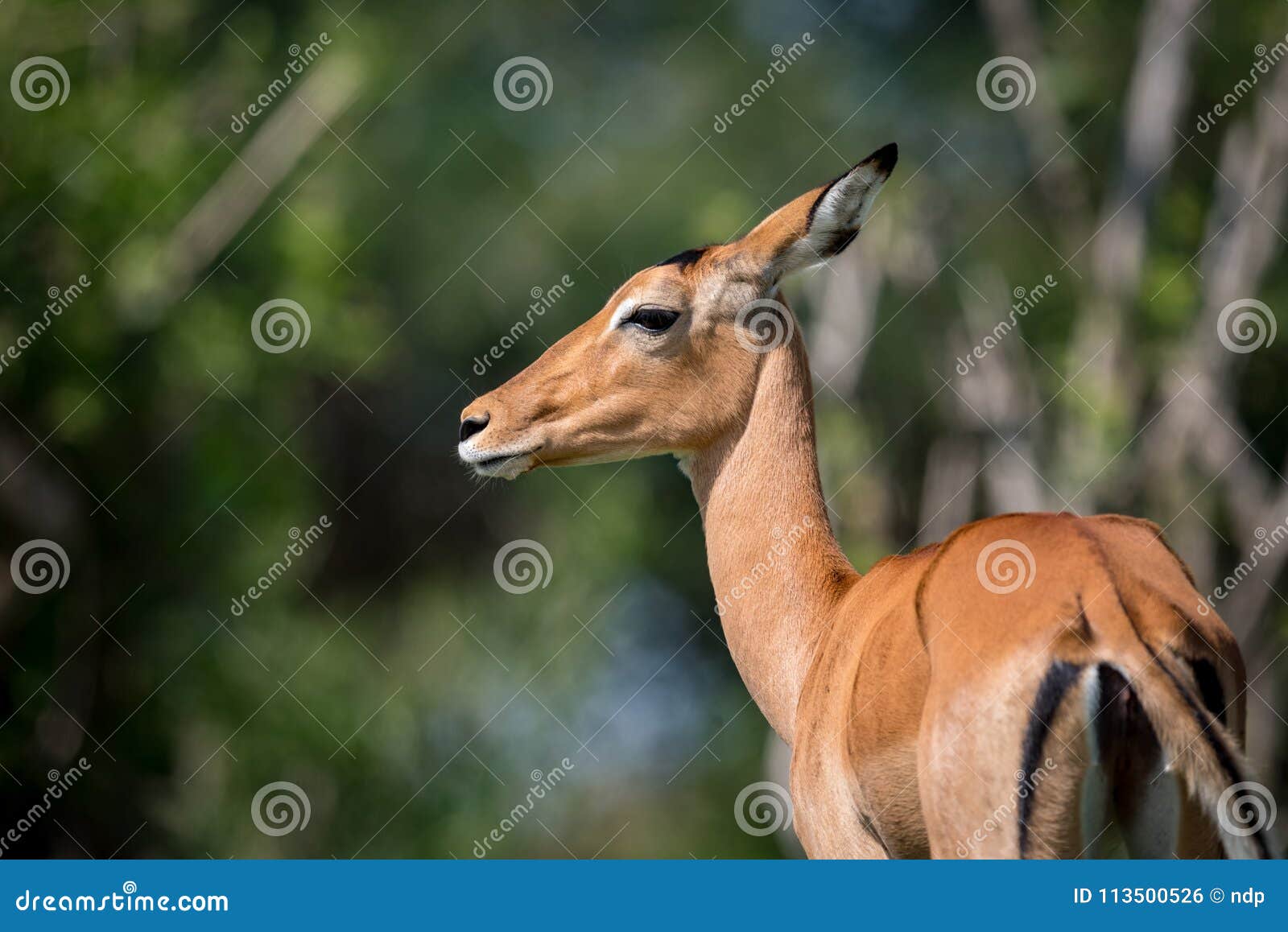 Close-up of Female Impala with Head Turned Stock Photo - Image of ...