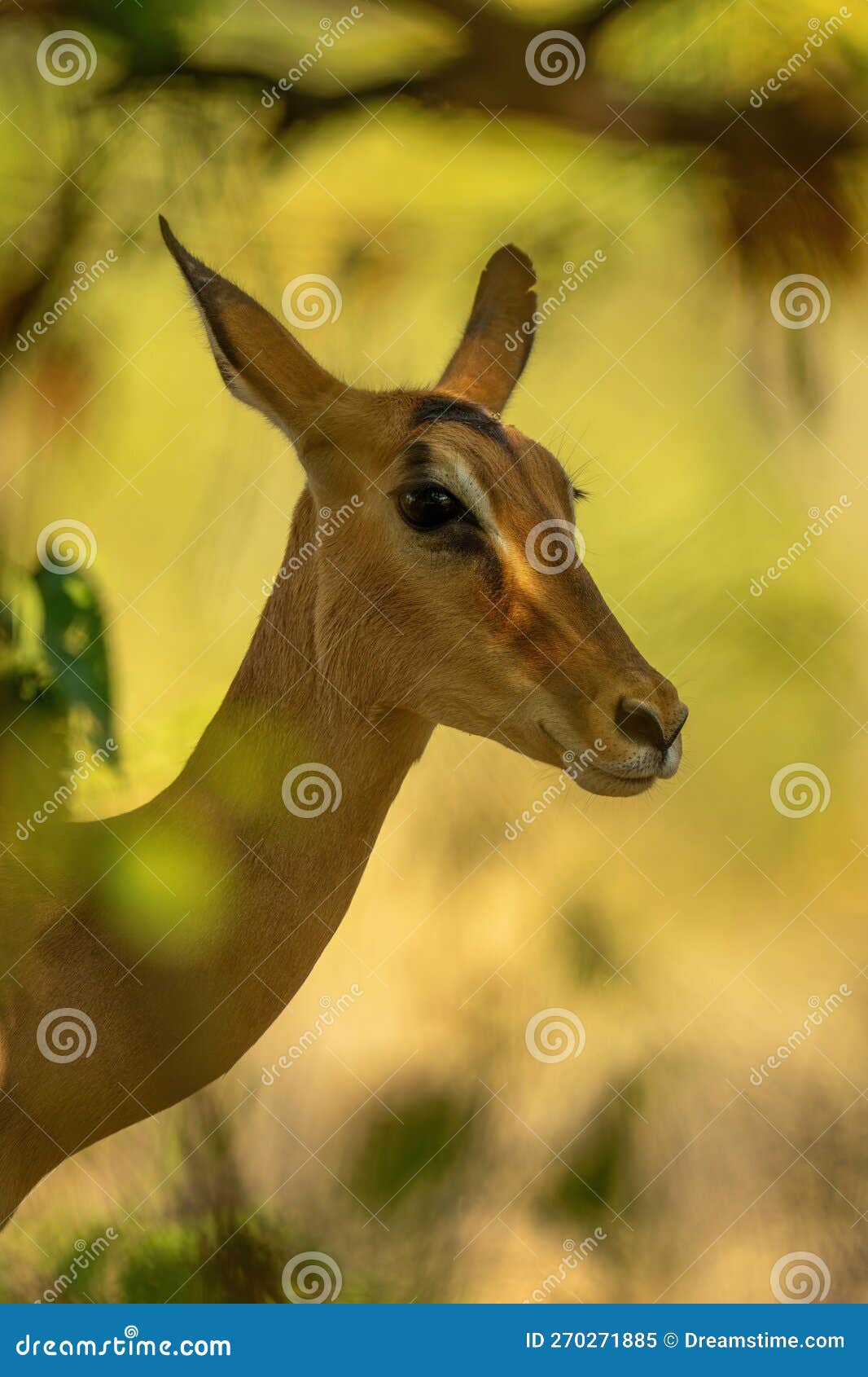 Close-up of Female Impala in Leafy Shadows Stock Image - Image of ...