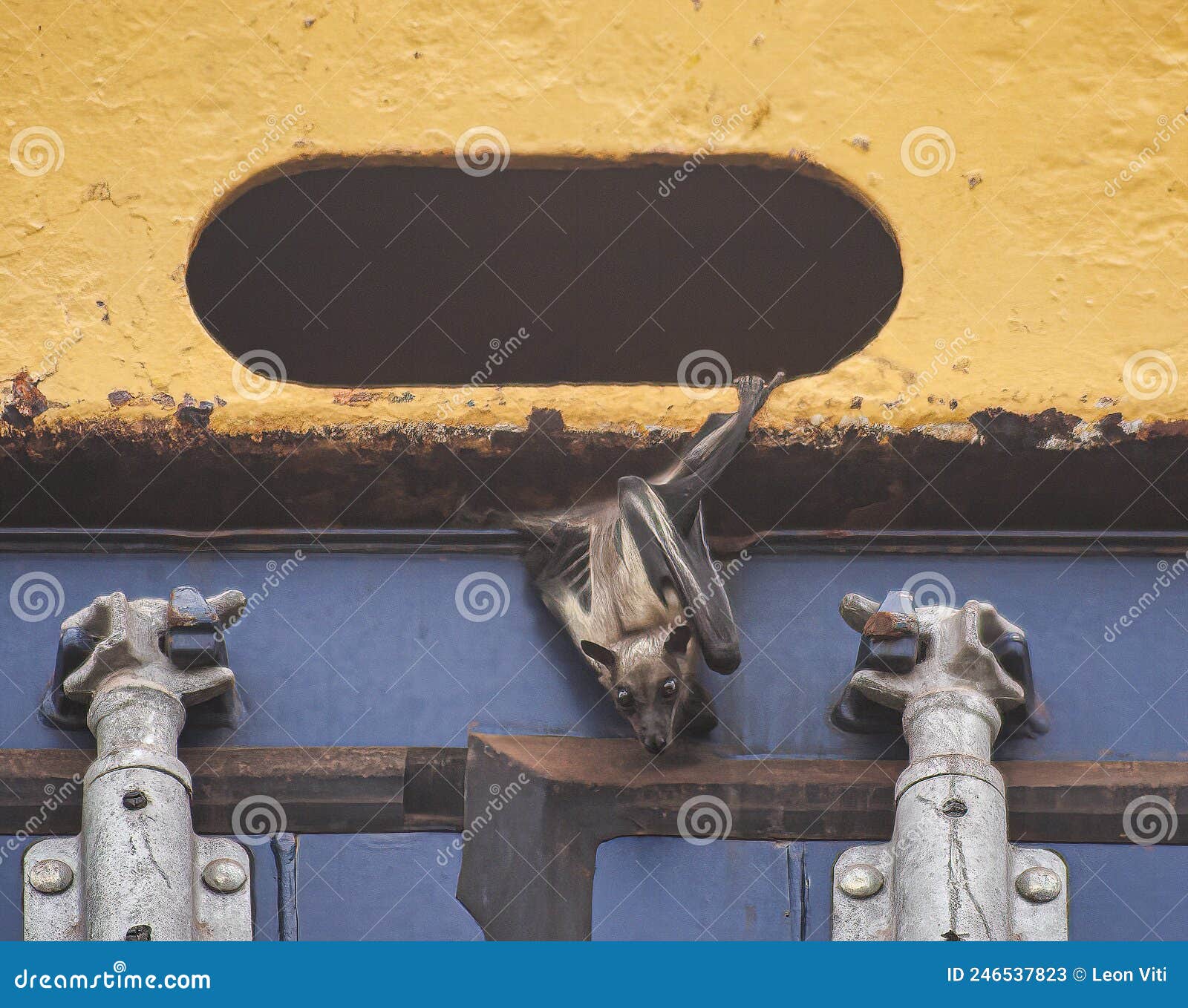 Close Up of a Female Indian Flying Fox Connected To a Container in a ...