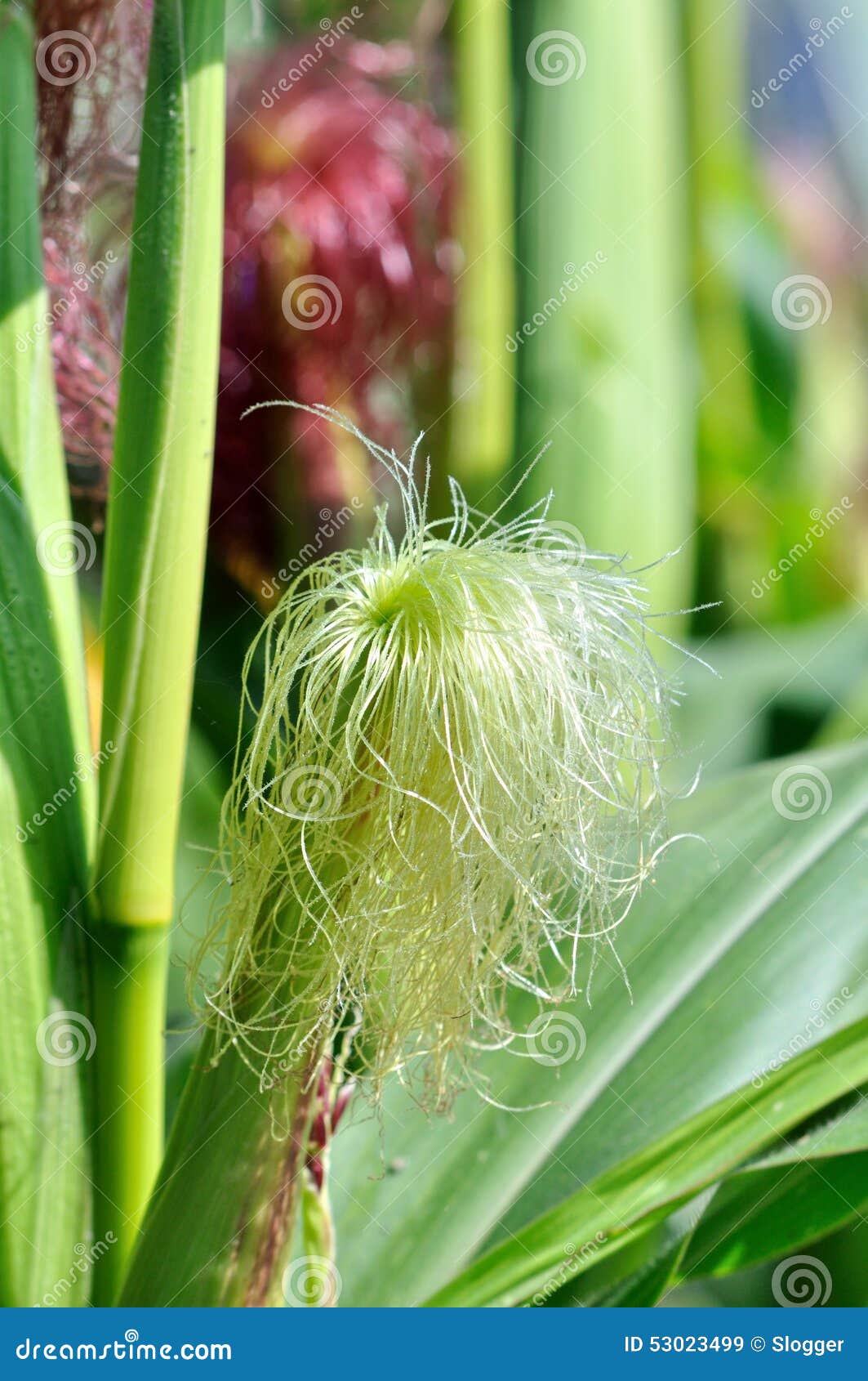 Close-up of Female Inflorescence of Maize Stock Image - Image of growth ...