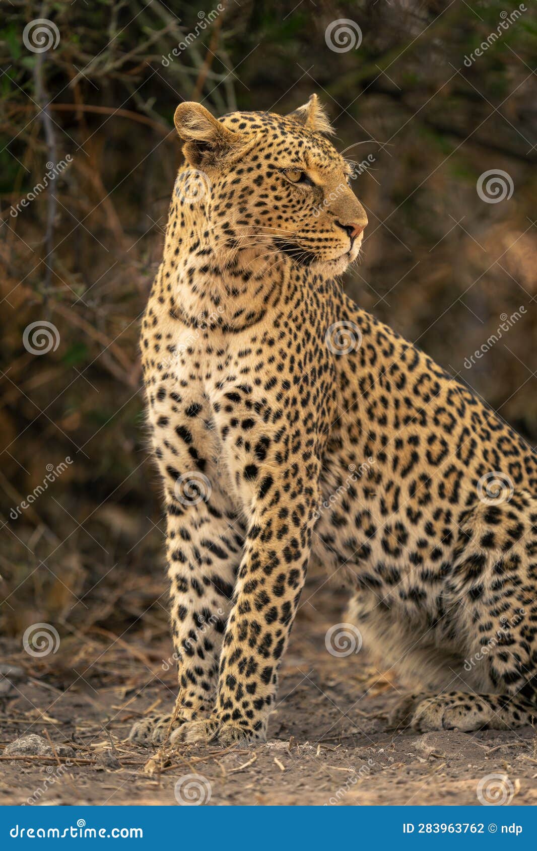 Close-up of Female Leopard Sitting by Bush Stock Photo - Image of ...