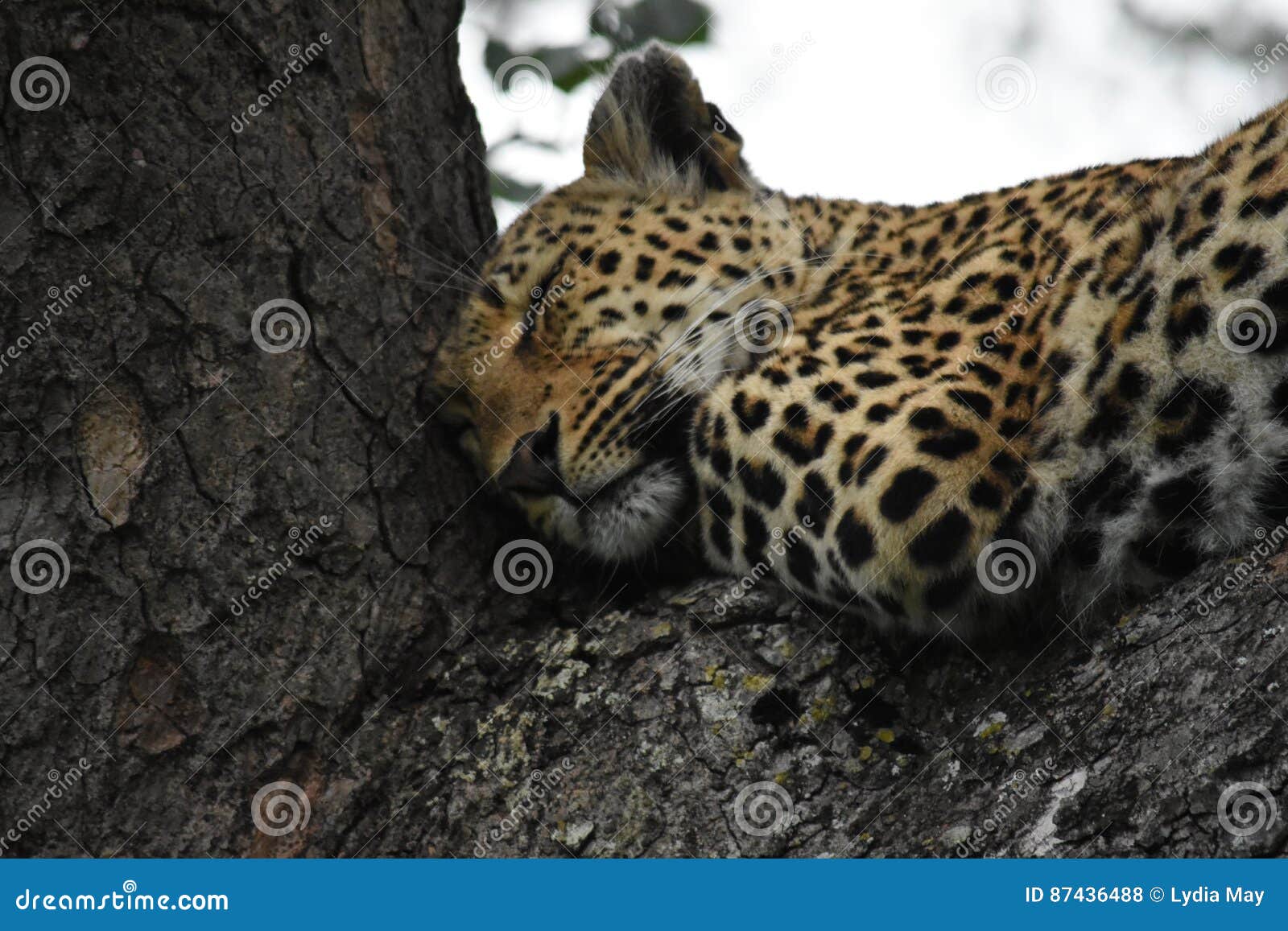 Close Up of Female Leopard Sleeping in a Tree Stock Photo - Image of ...