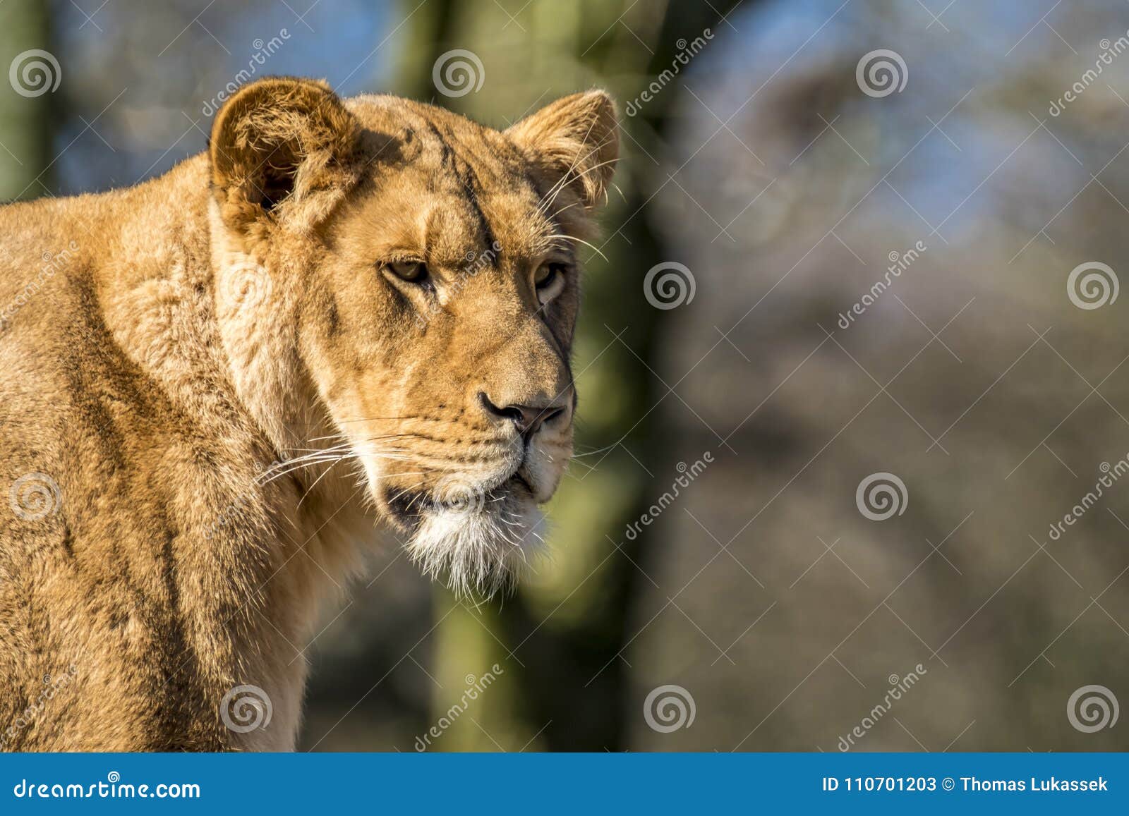 Close up of female lion stock image. Image of feline - 110701203