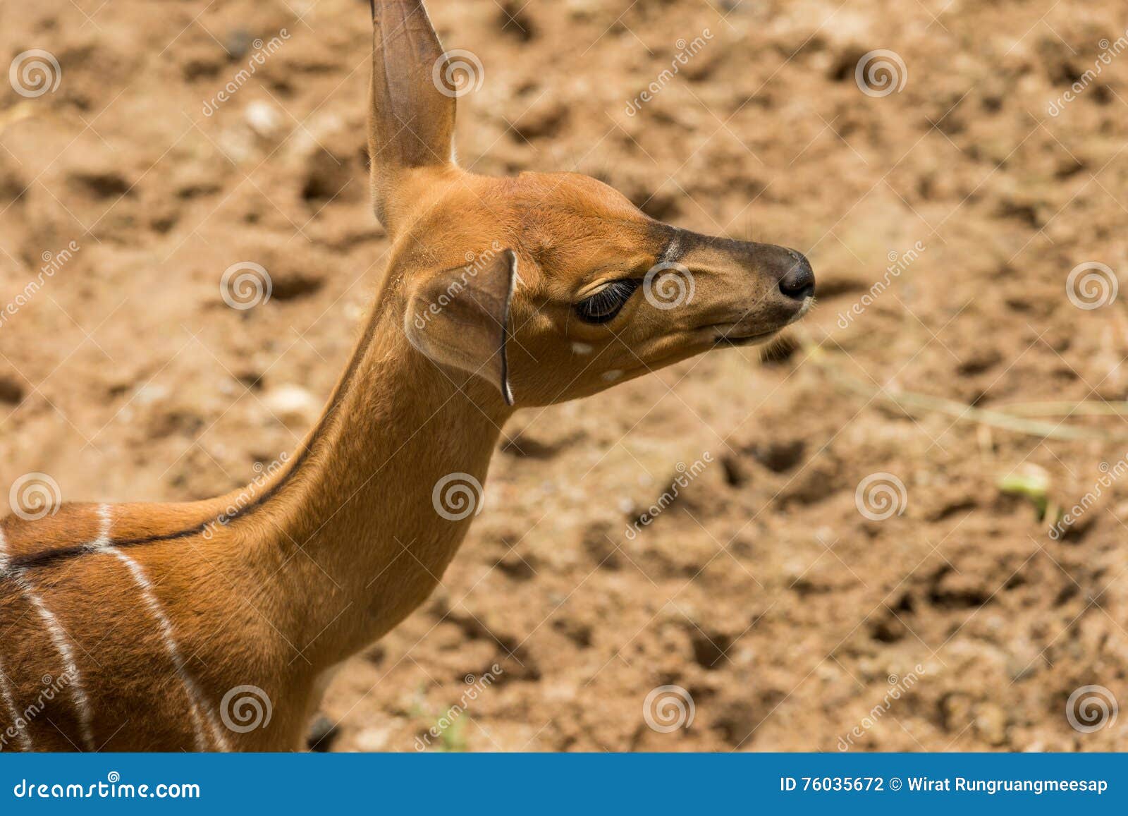 Close Up Female Nyala (striped Deer) Stock Photo - Image of animal ...