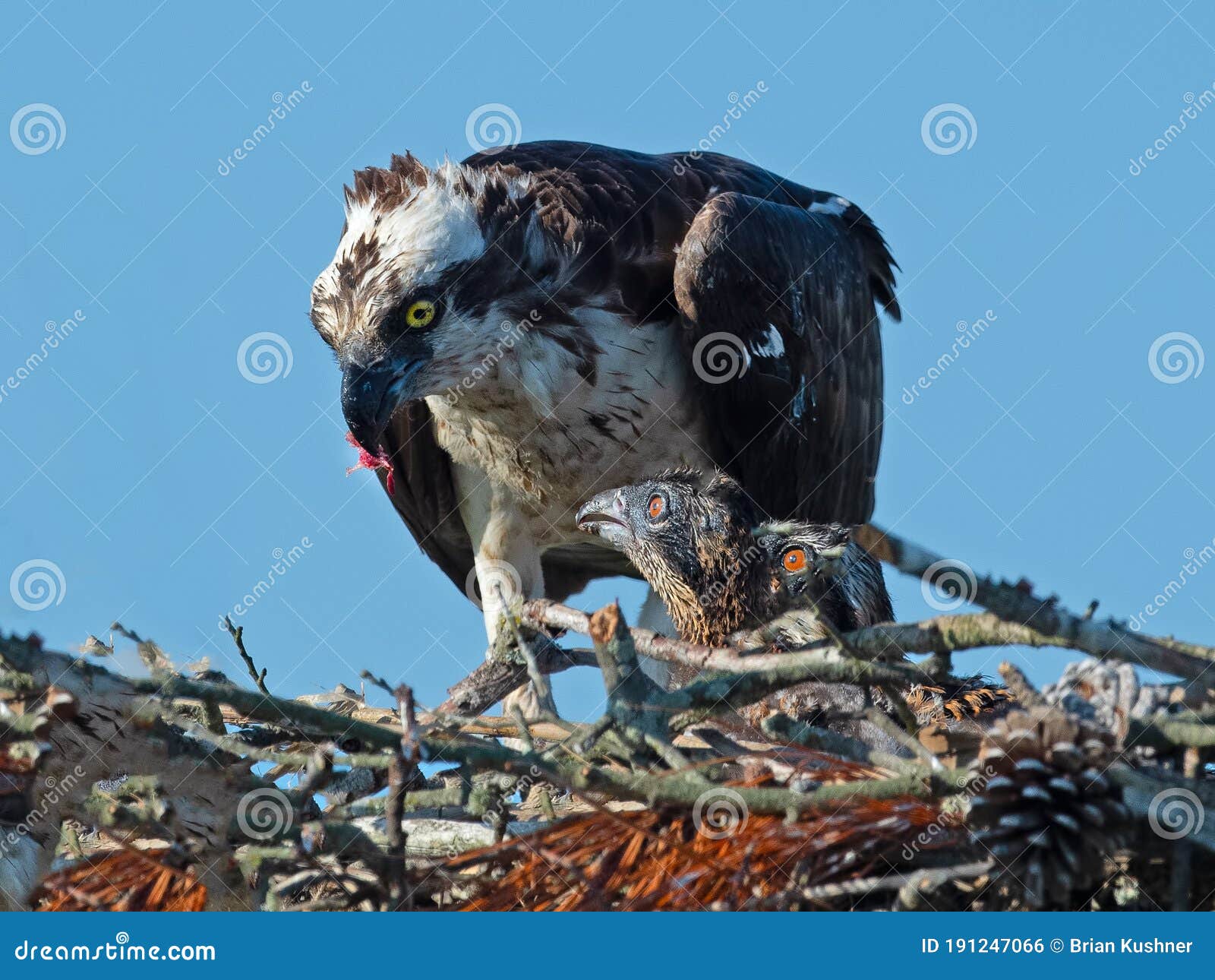Osprey Feeding Chicks stock photo. Image of head, ospreys - 191247066