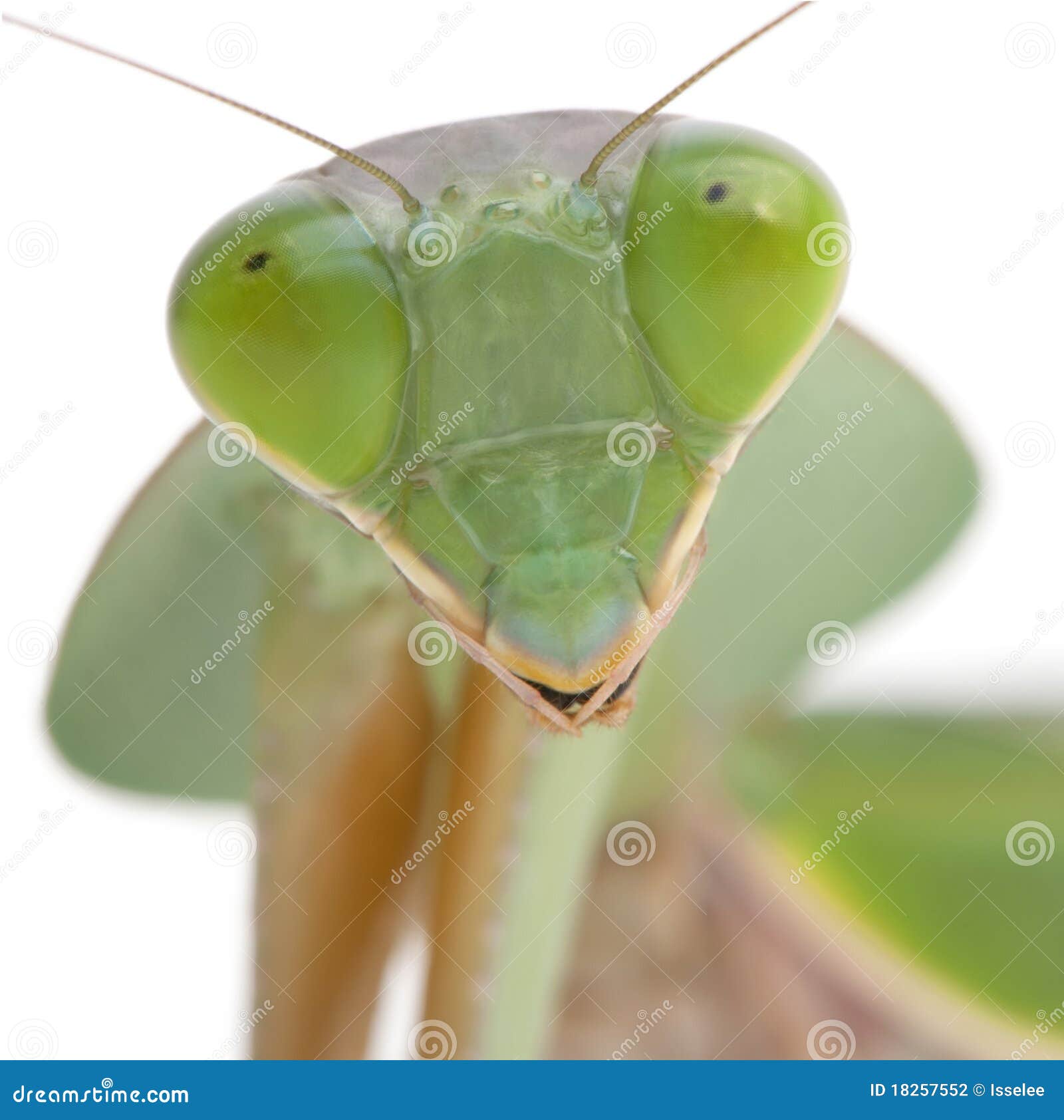 Close-up of Female Praying Mantis Stock Photo - Image of copy, focus ...